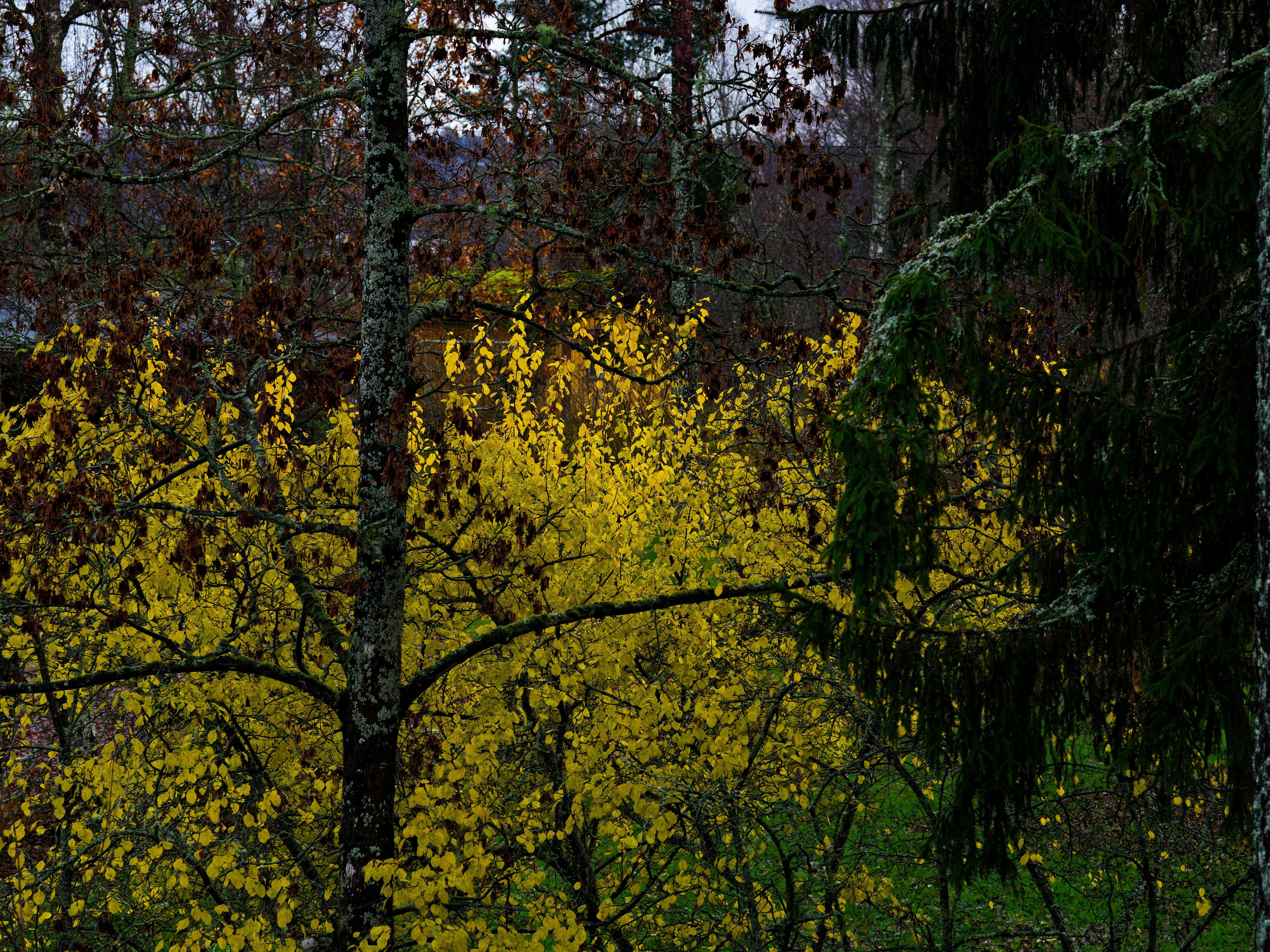 Golden Autumn's Embrace