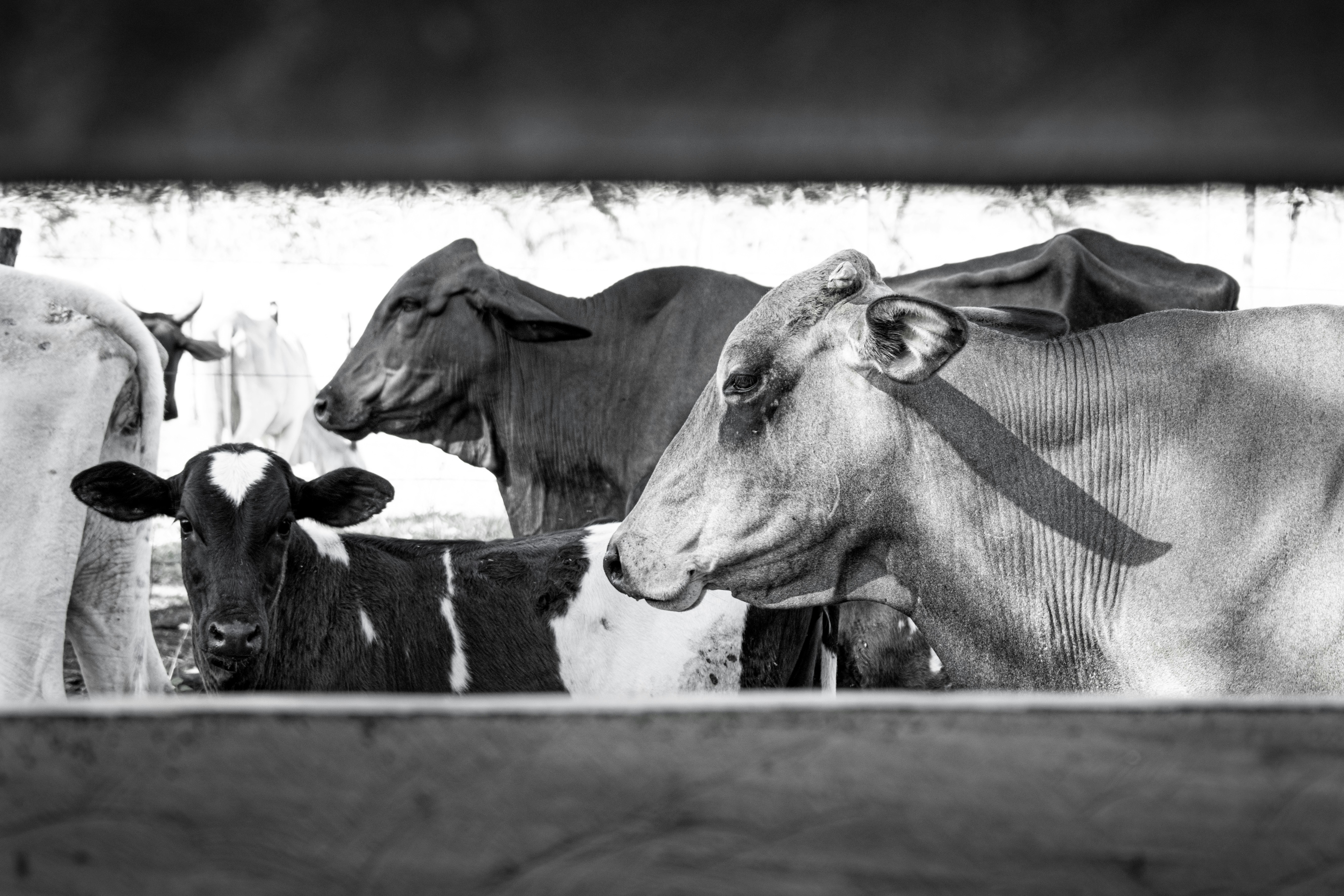 Through the Barn Slats: A Monochrome Herd