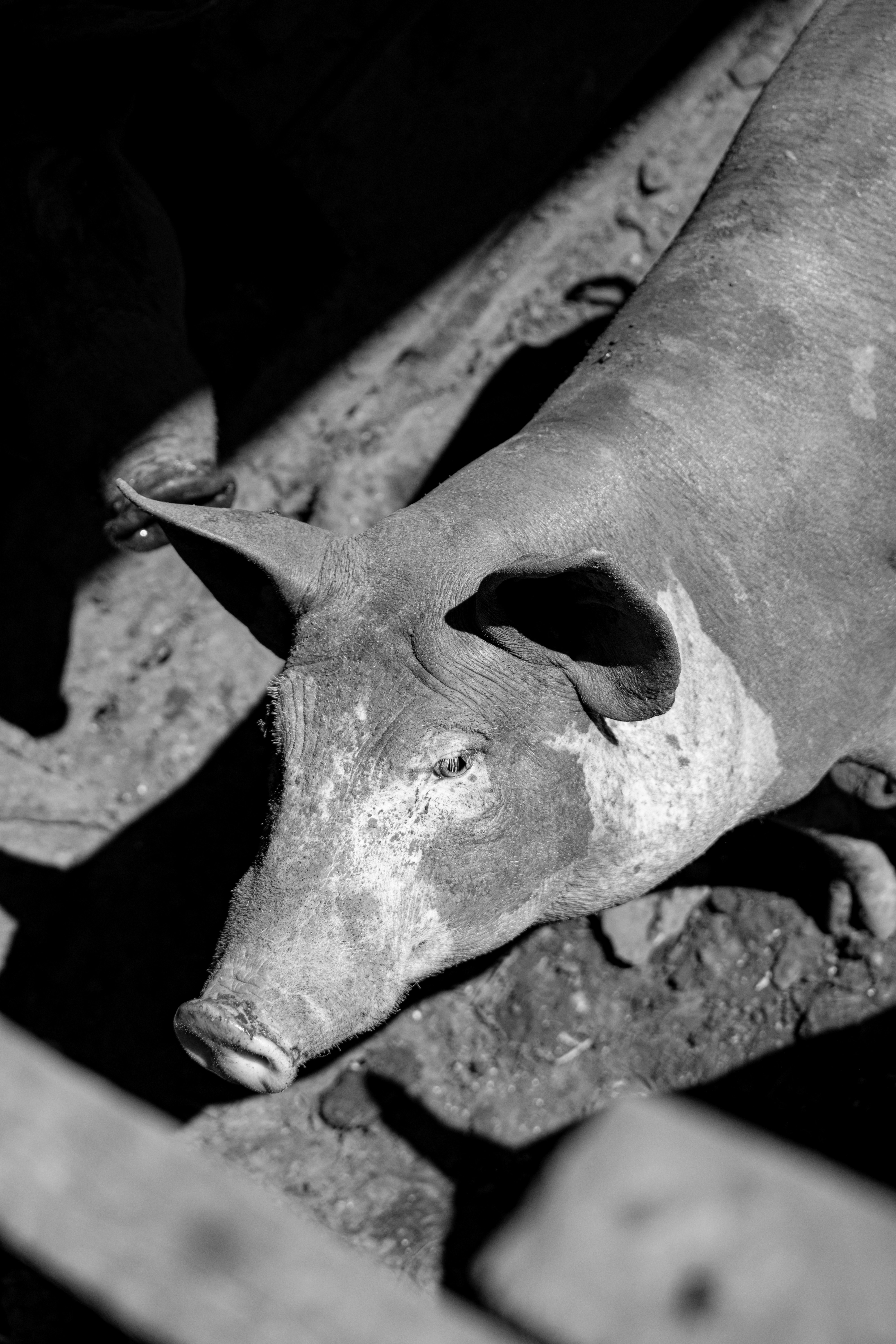 The Silent Observer: A Pig's Perspective