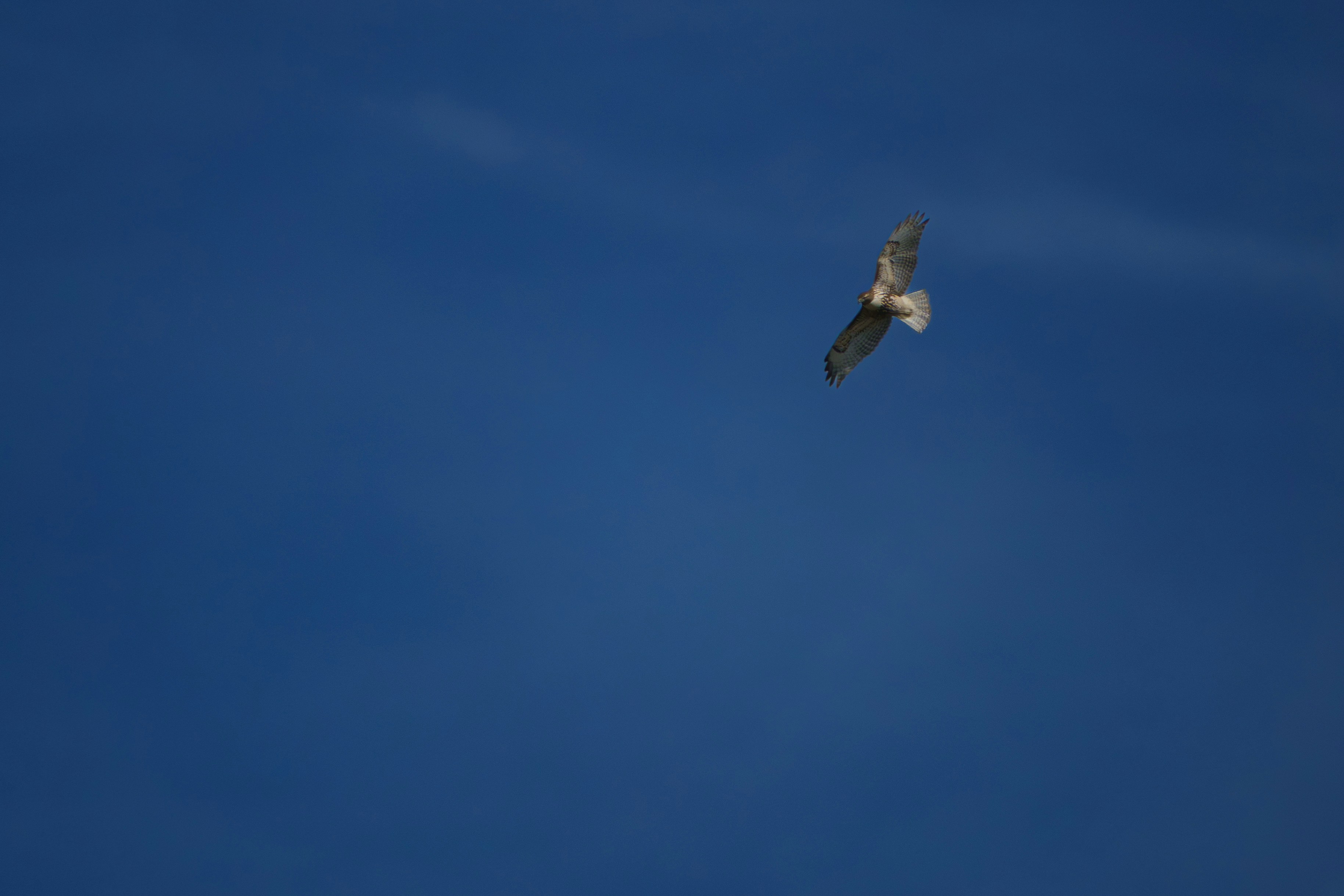 Soaring Through the Azure
