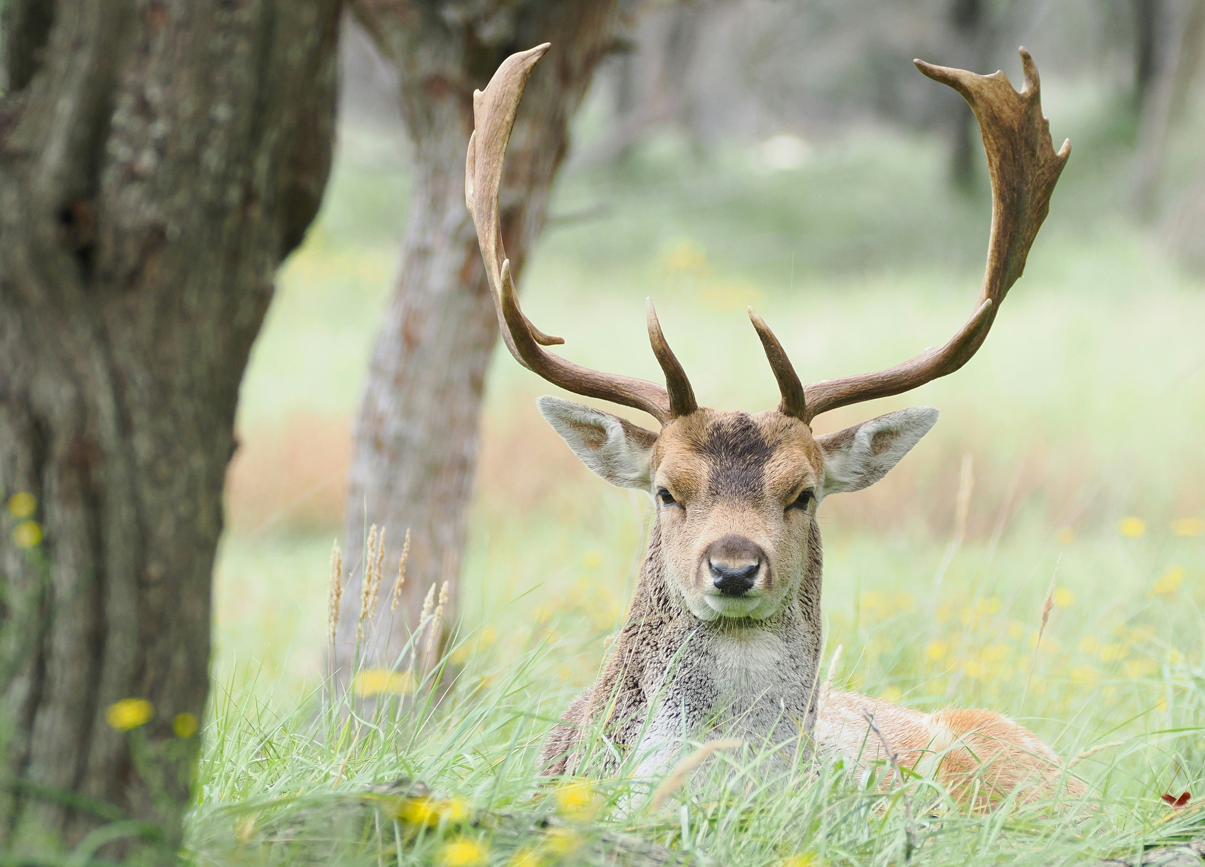 A male deer with impressive antlers rests in a lush green meadow surrounded by trees and wildflowers.