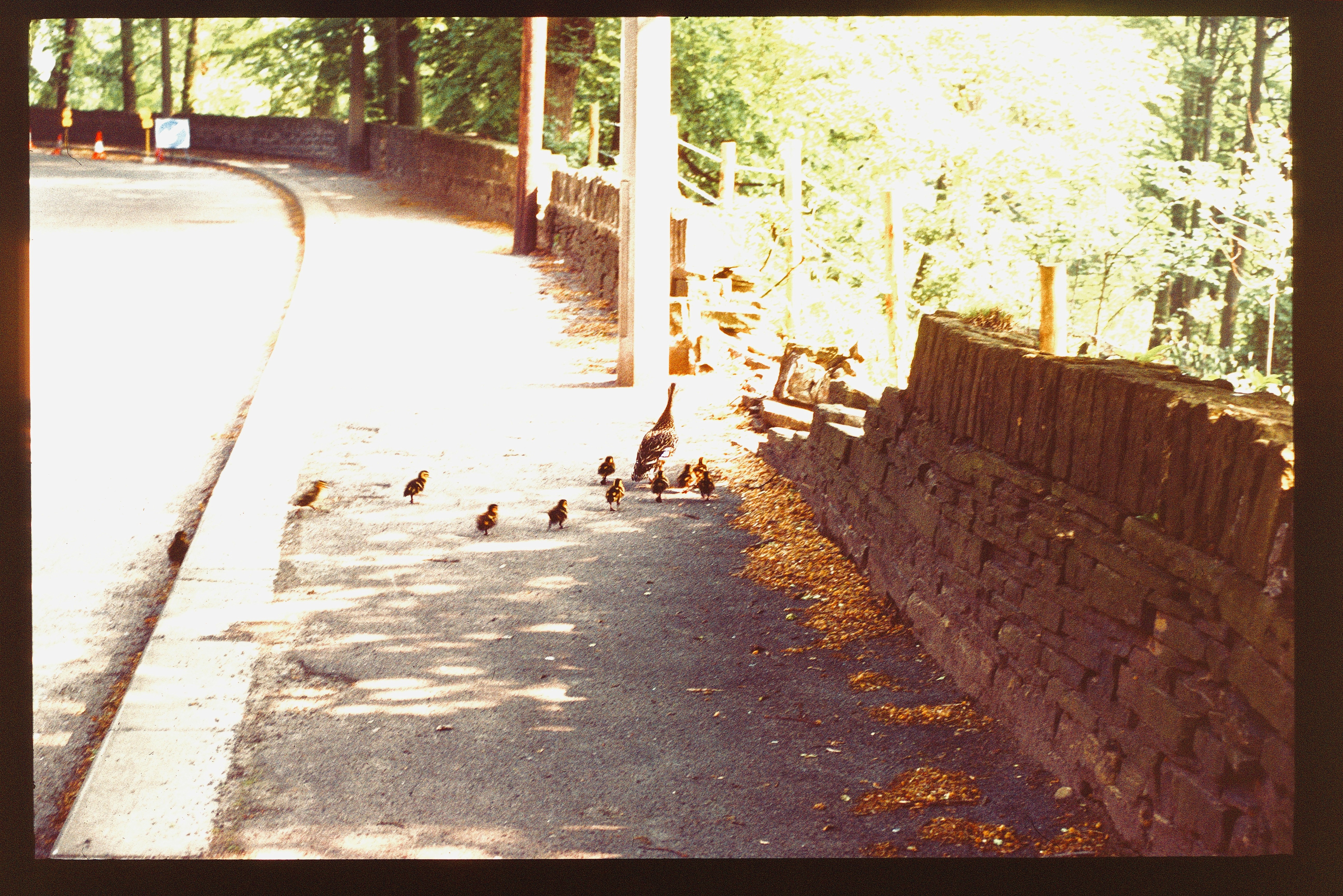A Serene Stroll: Nature's Gentle Companions