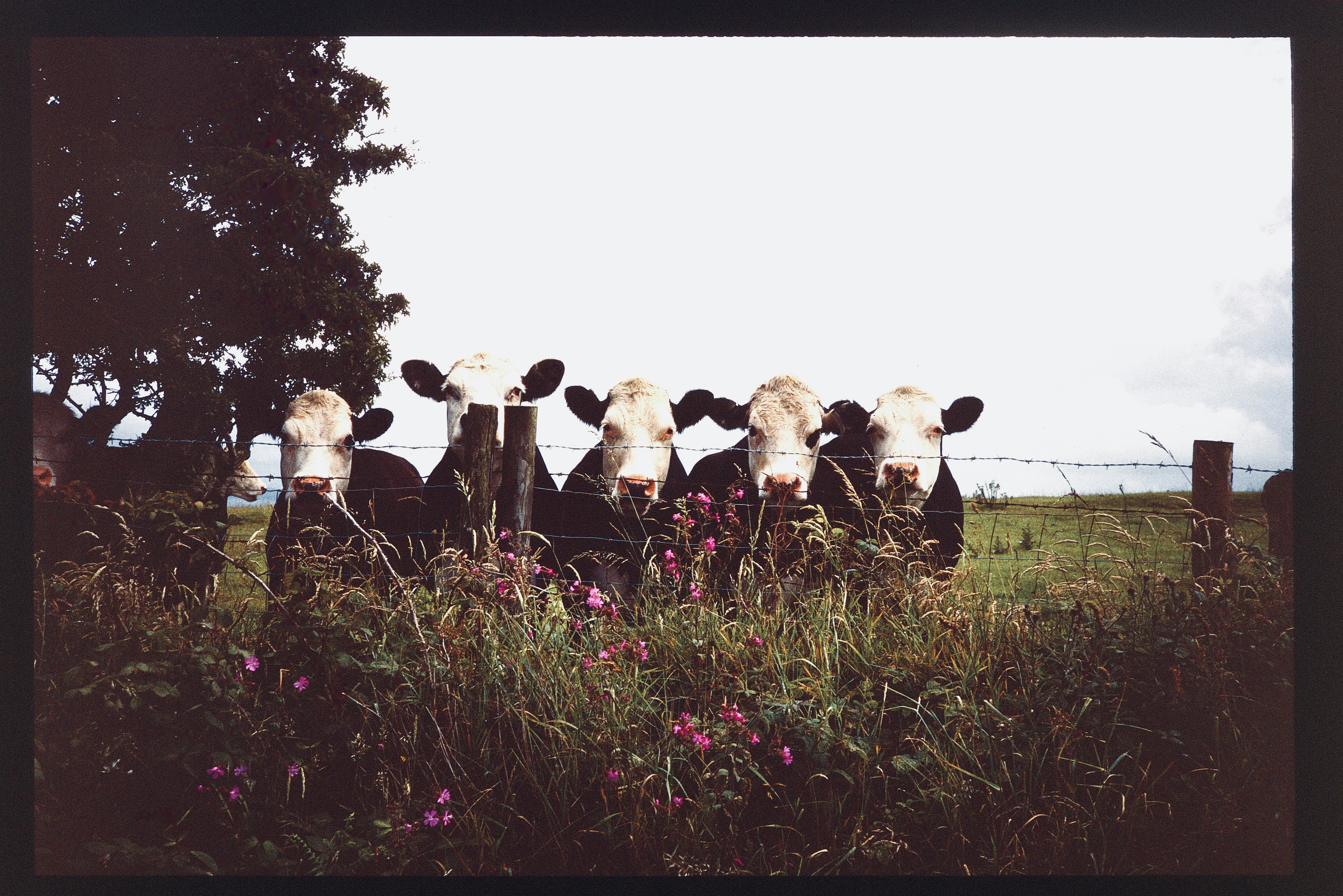 The Management on Kodachrome. 1980s | Five cows look over a grassy field