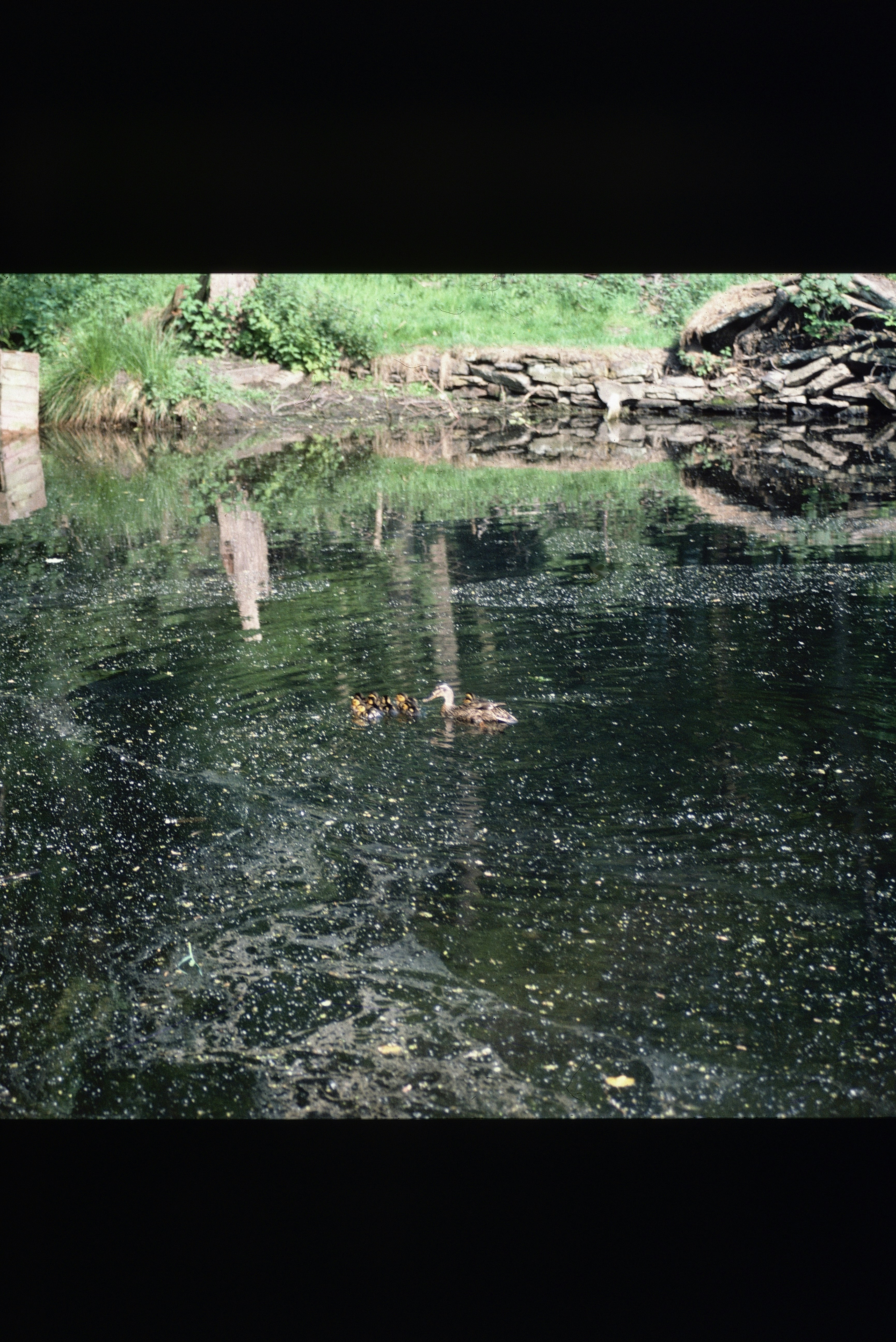 Serene Reflections: A Duck's Journey