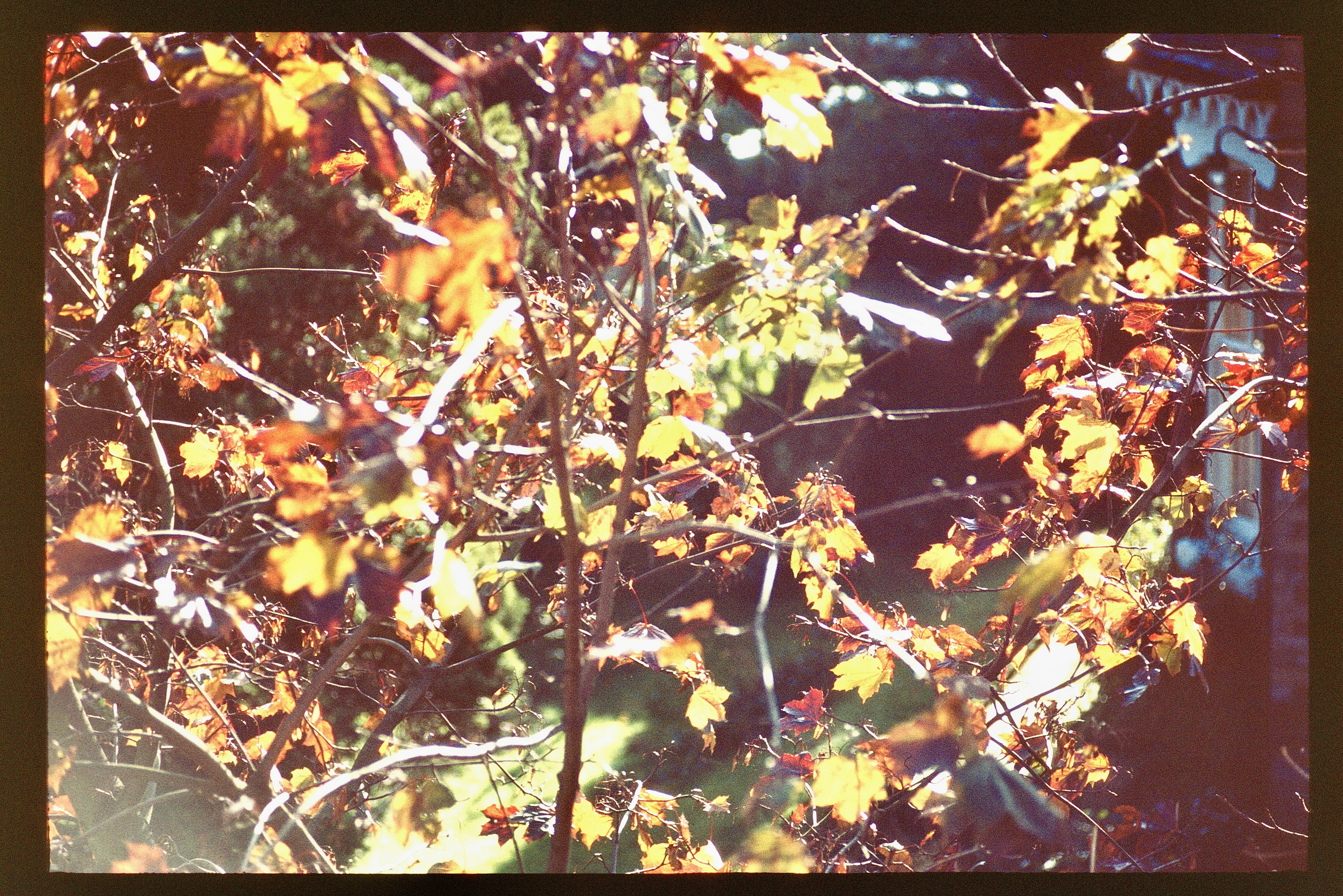 Autumn's Whisper: A Tapestry of Leaves