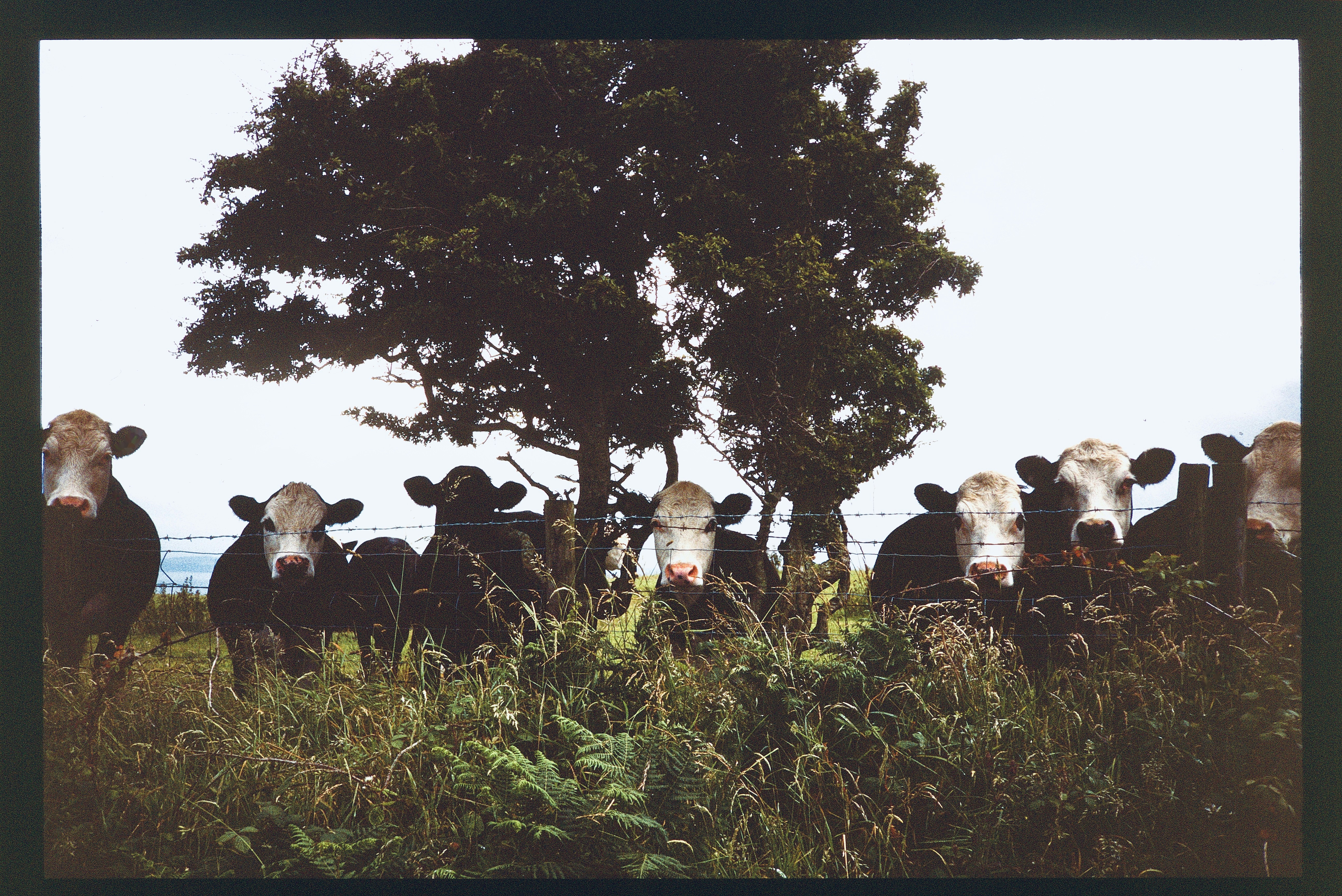 The Management on Kodachrome. 1980s