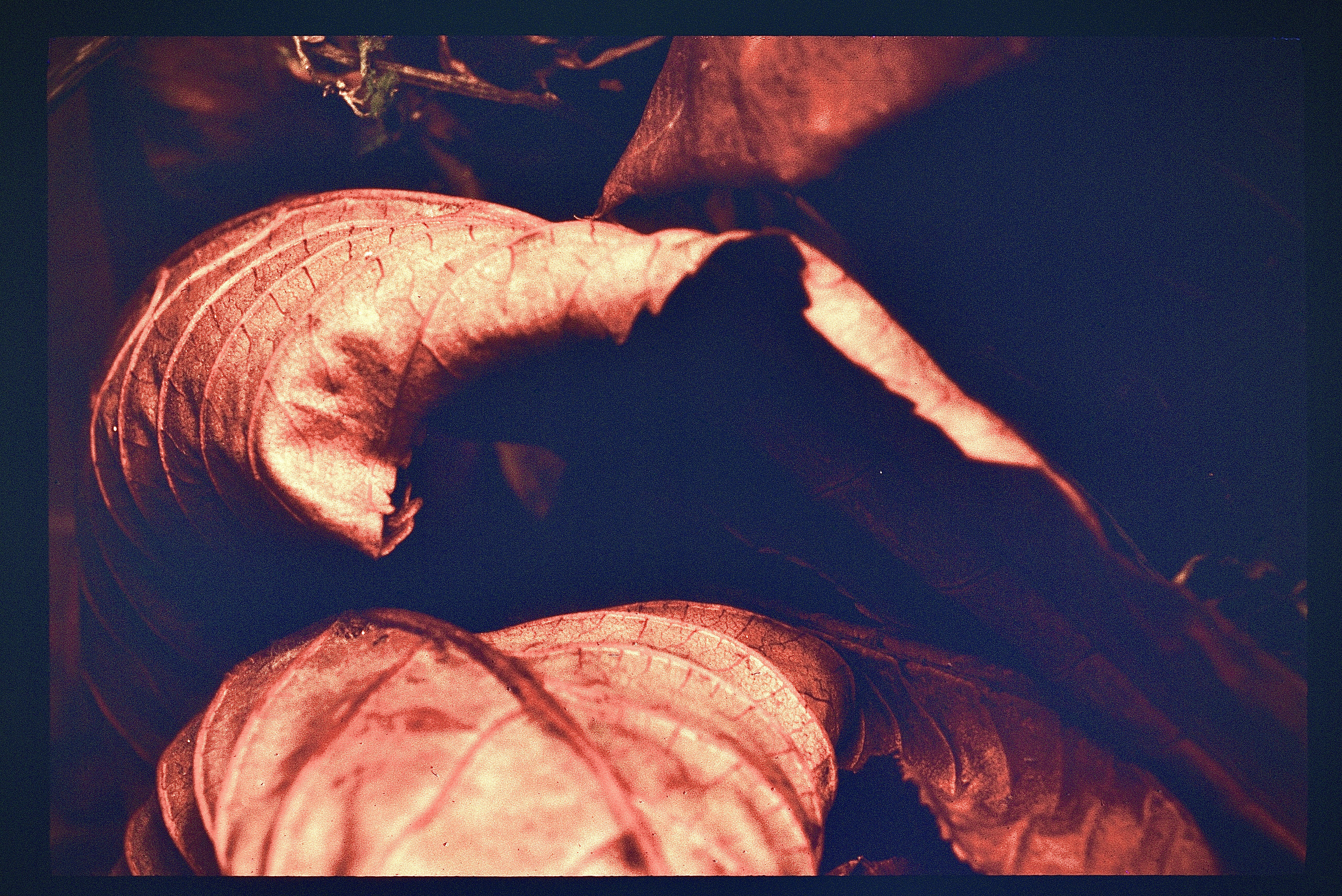 Crimson Veins in Shadowed Petals