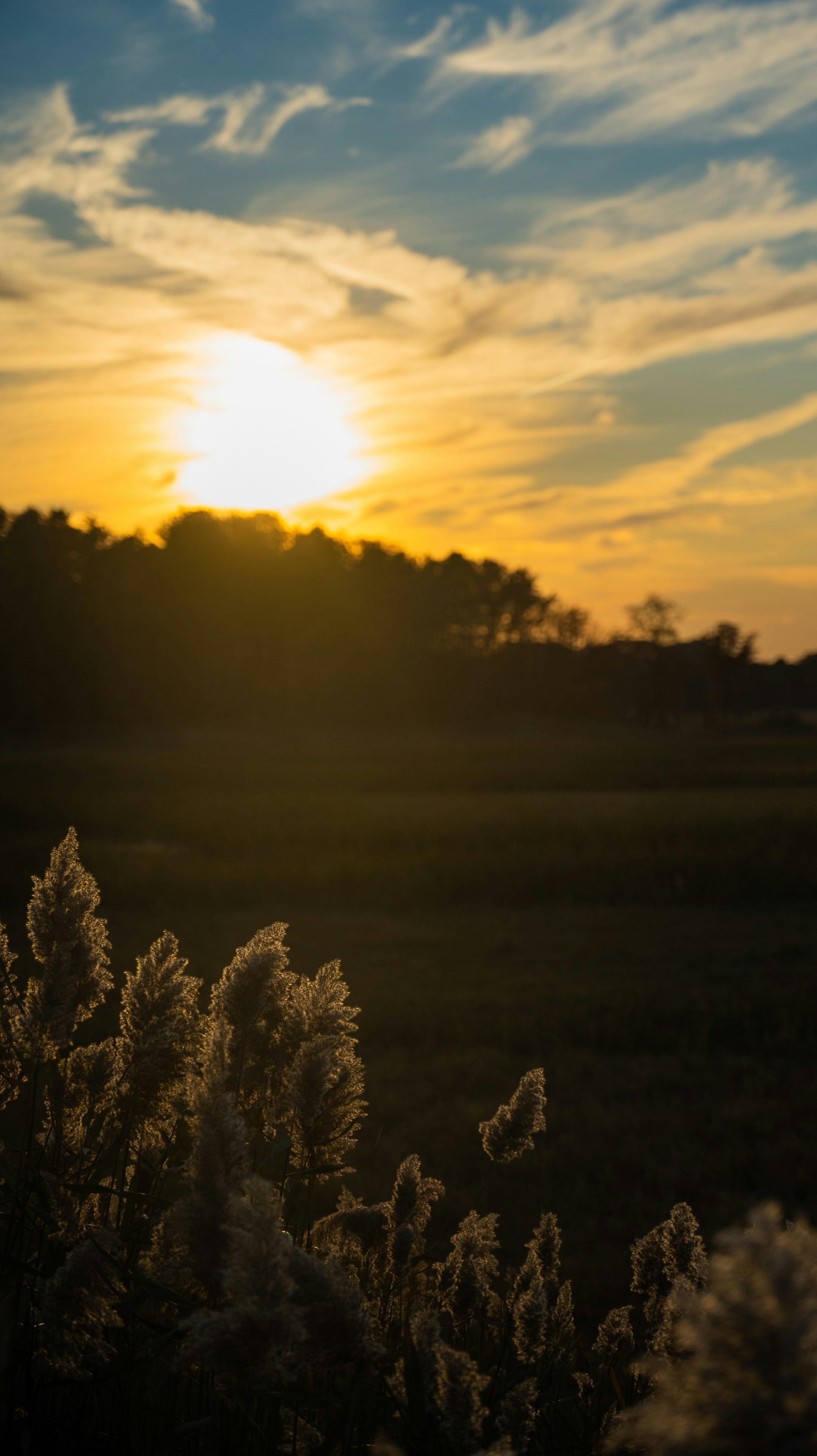 Golden sunlight filtering through tall grasses against a backdrop of silhouetted trees at sunset.