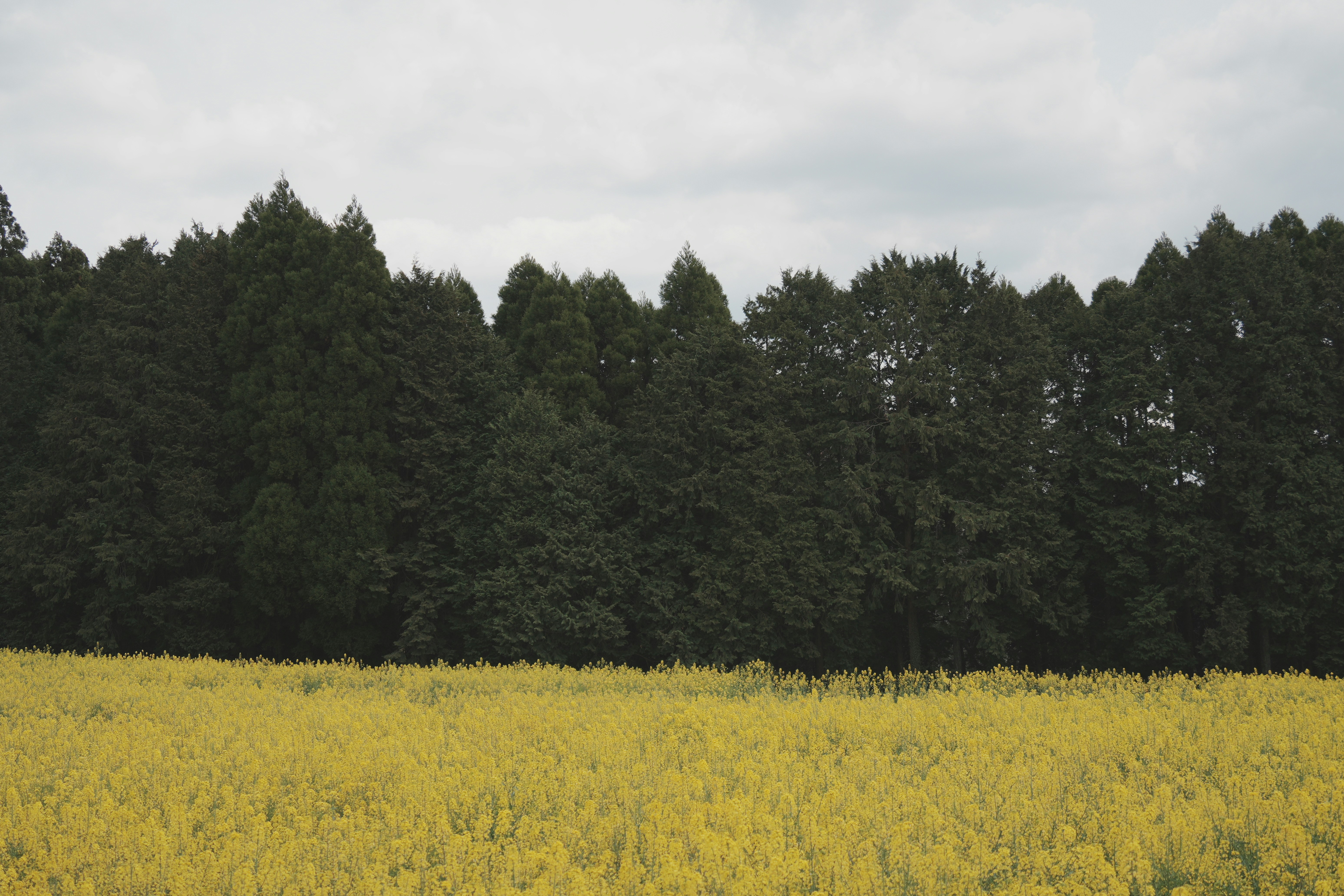 Golden Waves Beneath a Canopy of Green
