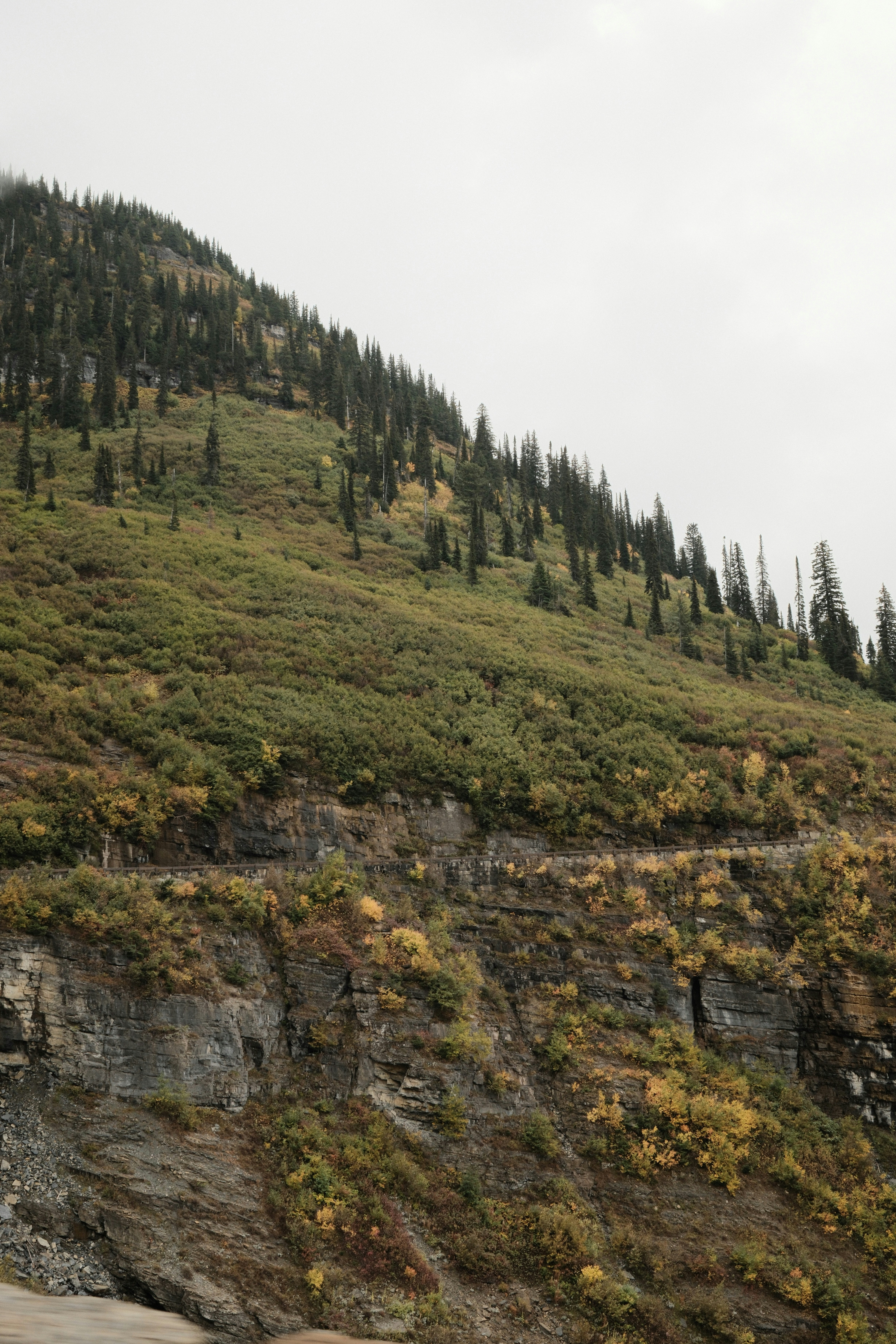 Autumn Pines at the Cliff's Edge
