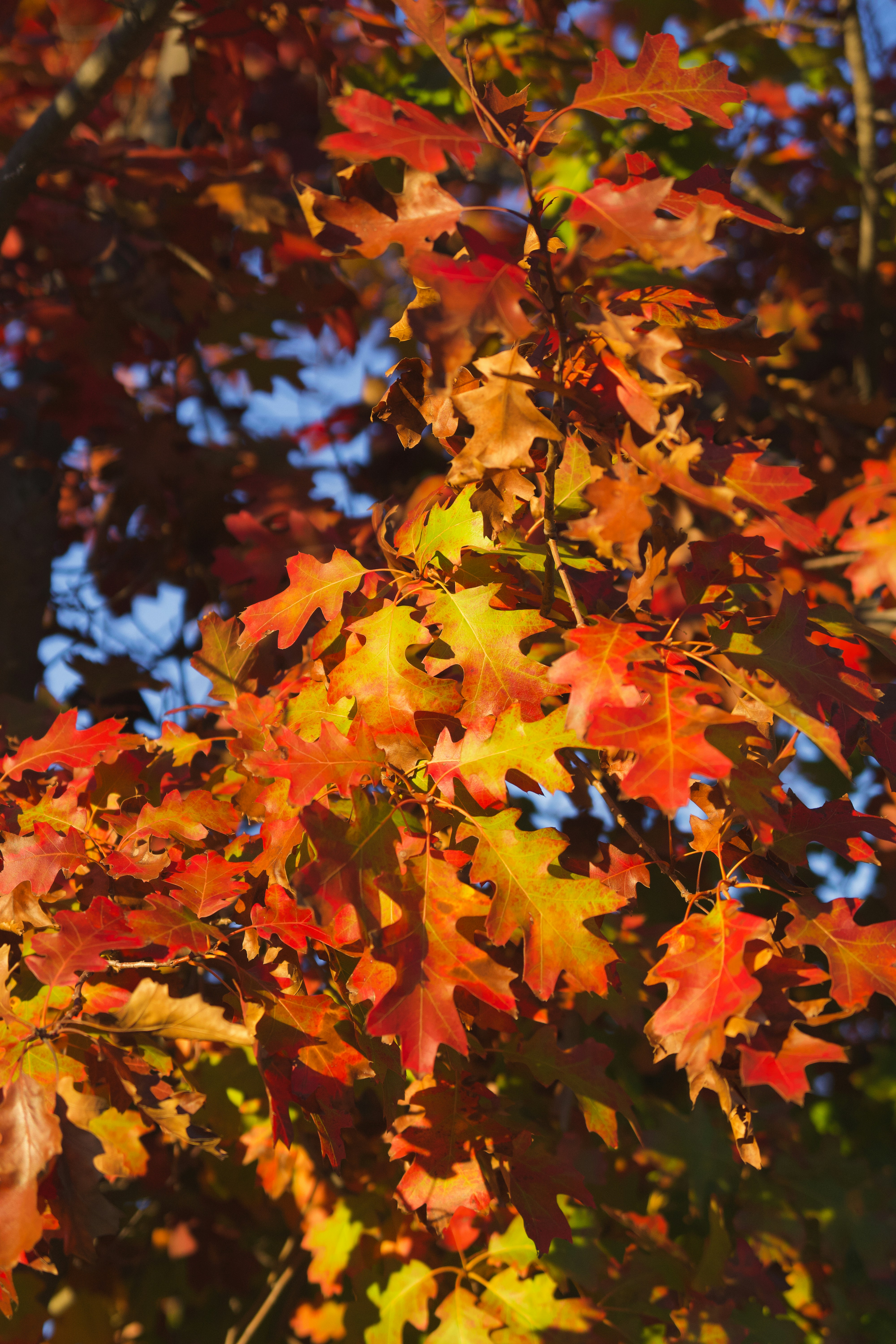 Vibrant red and orange oak leaves illuminated by sunlight against a clear blue sky.