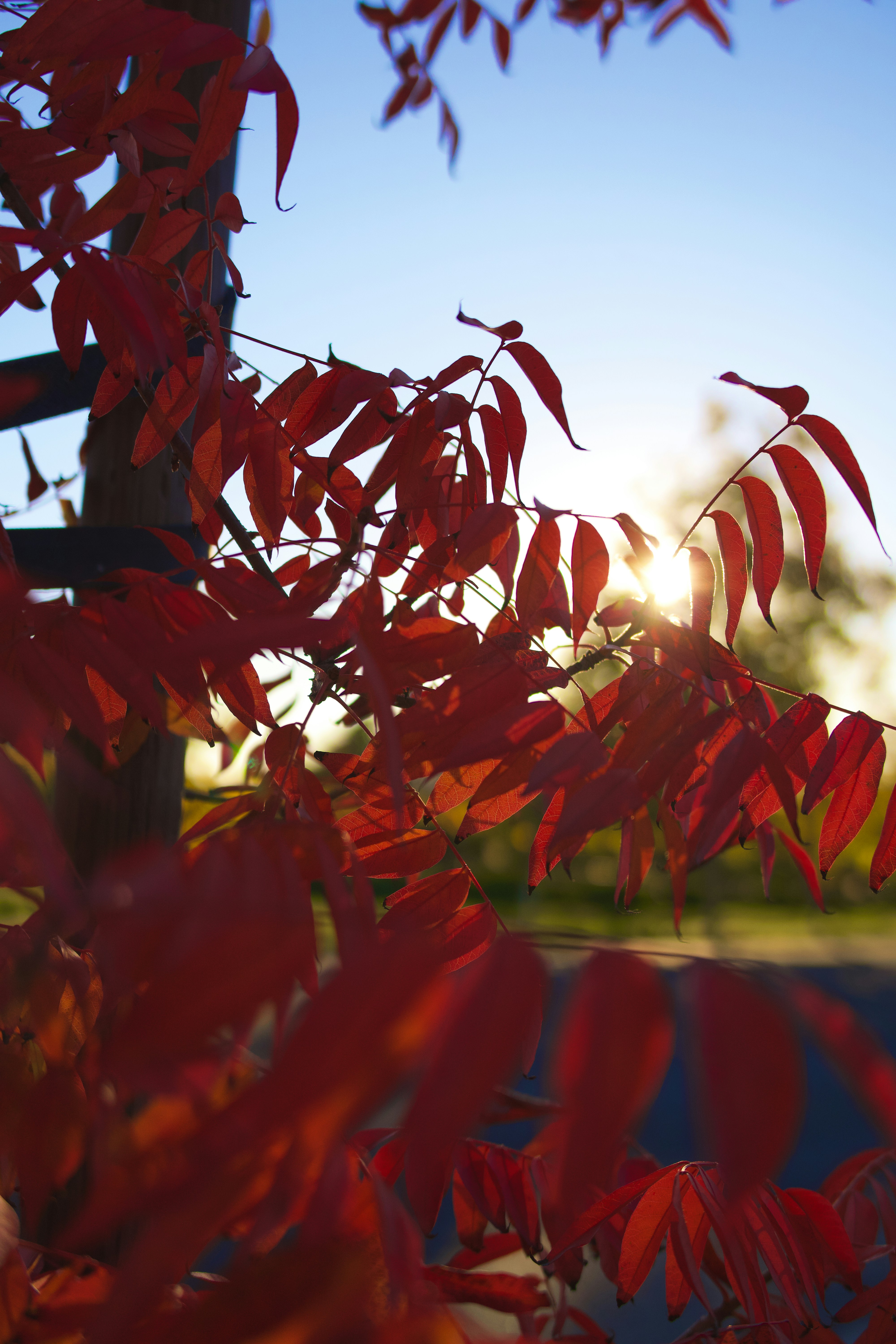 Crimson Leaves Framing a Backlit Sunrise