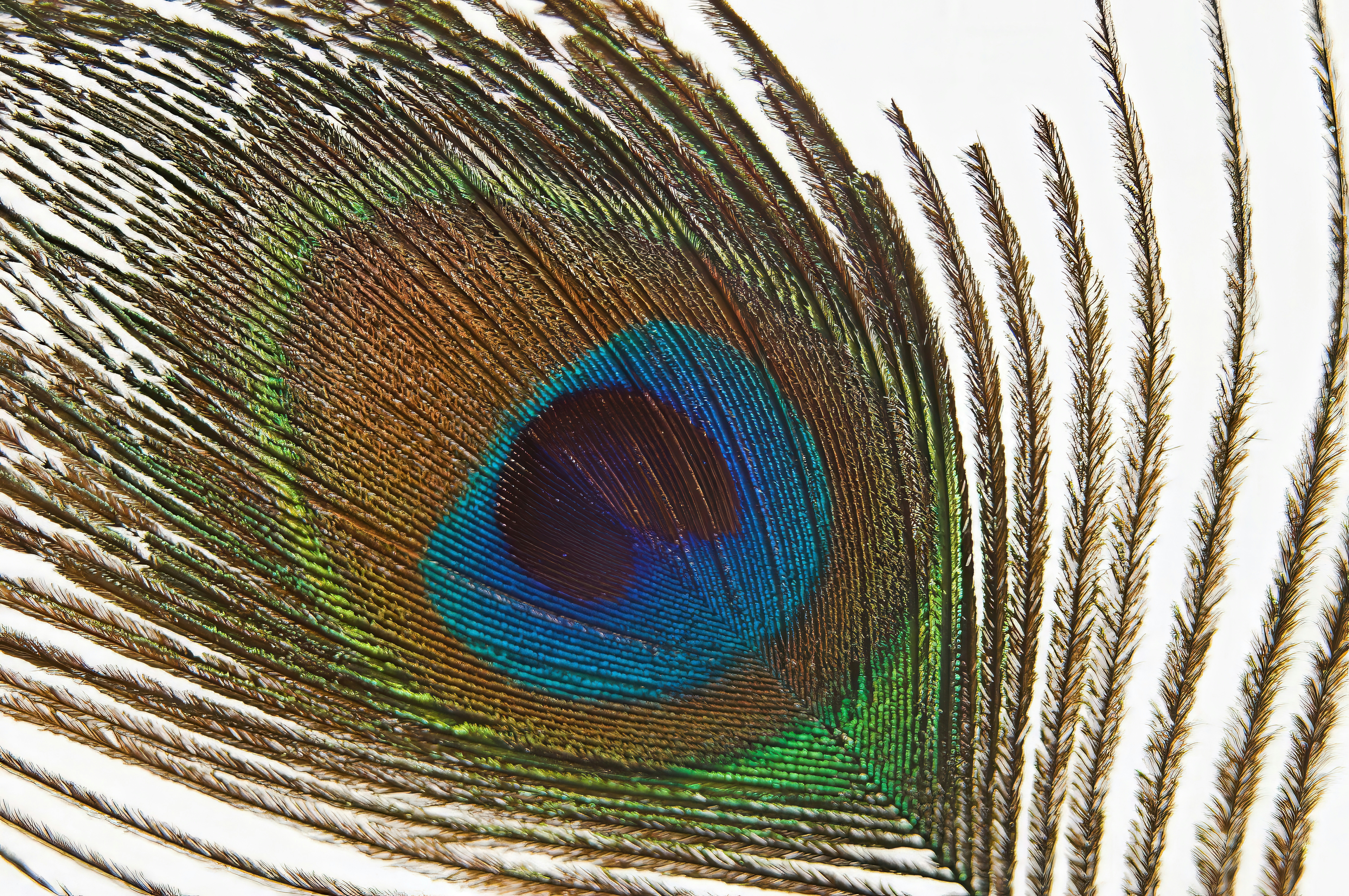 Close-up view of a peacock feather showcasing vibrant iridescent colors and intricate patterns.