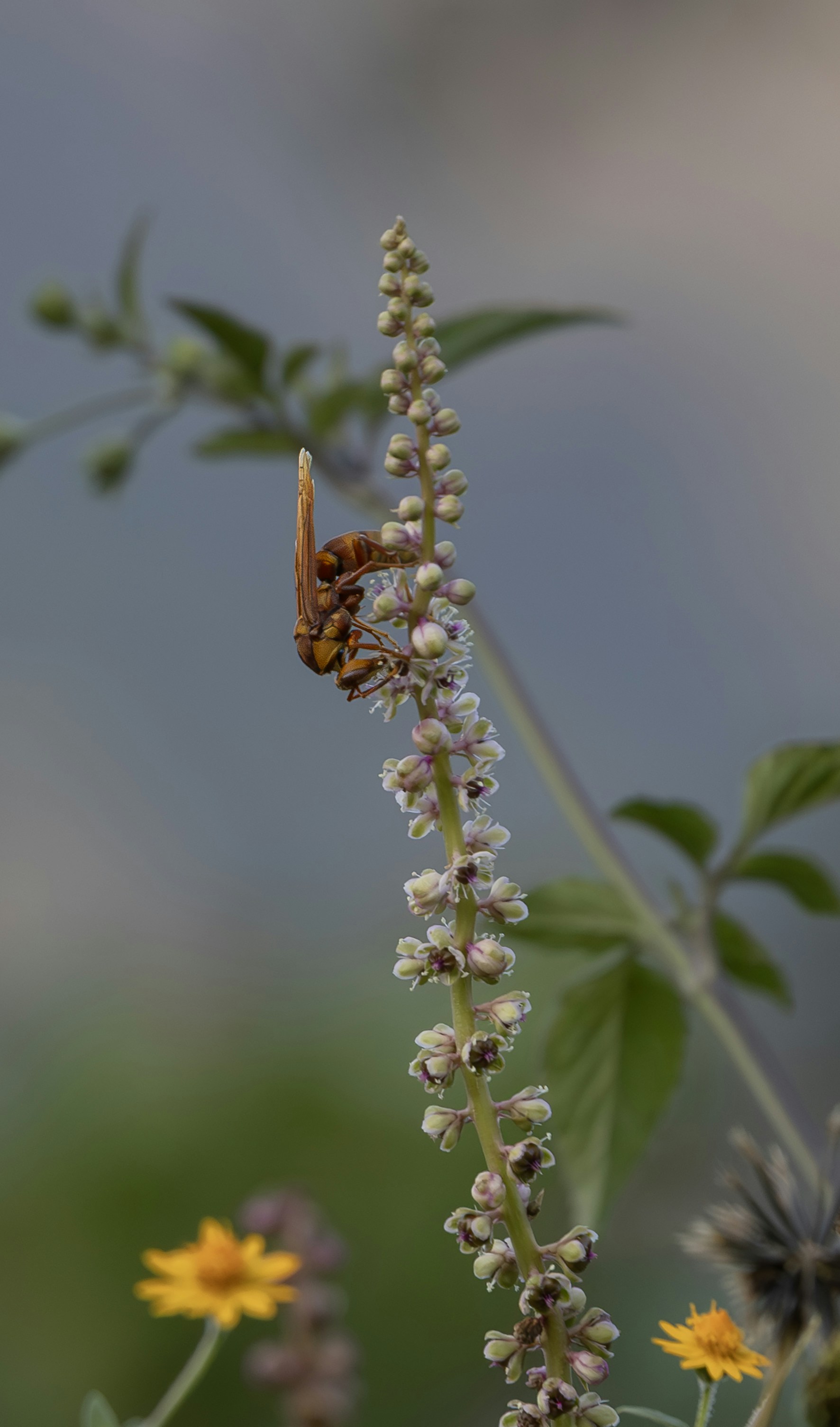 A wasp perched on a flowering plant, showcasing the intricate relationship between pollinators and flora. The soft background highlights the vibrant colors of the flowers.