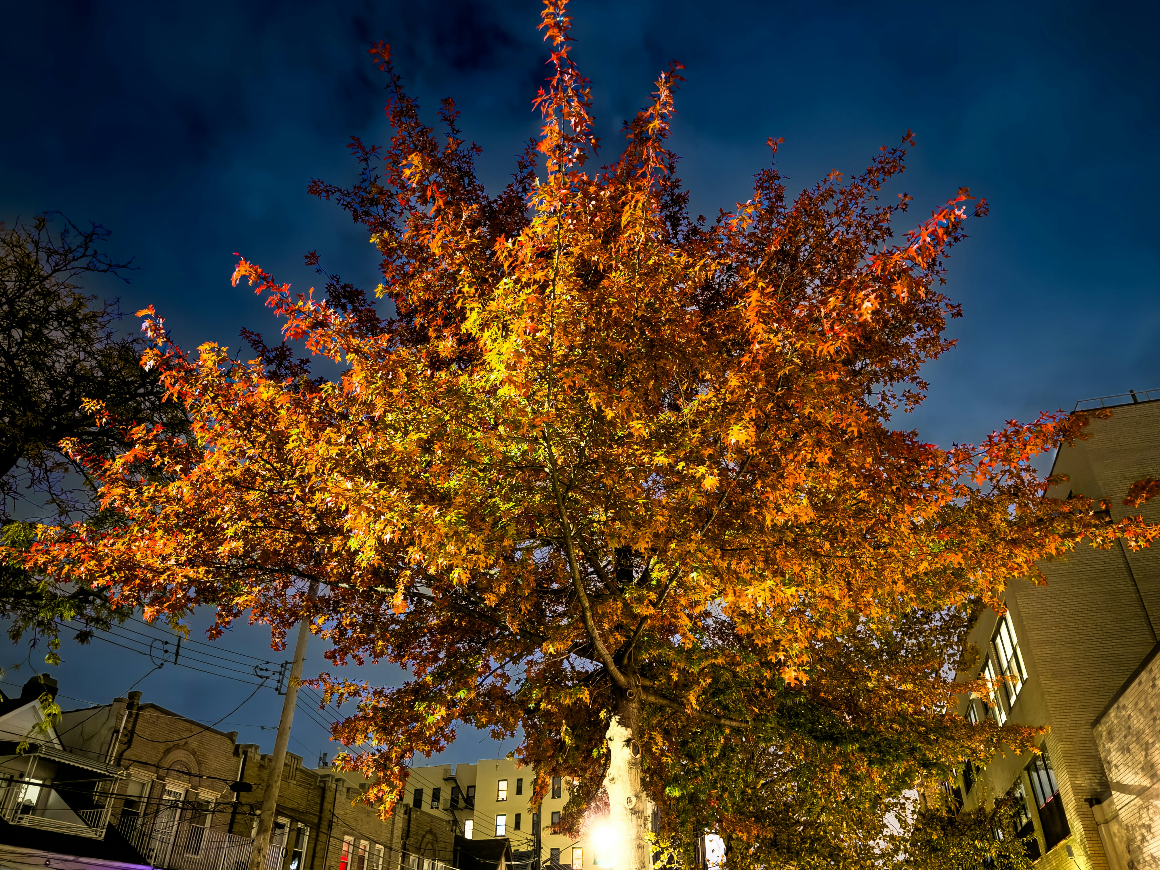 Autumn's Fiery Canopy