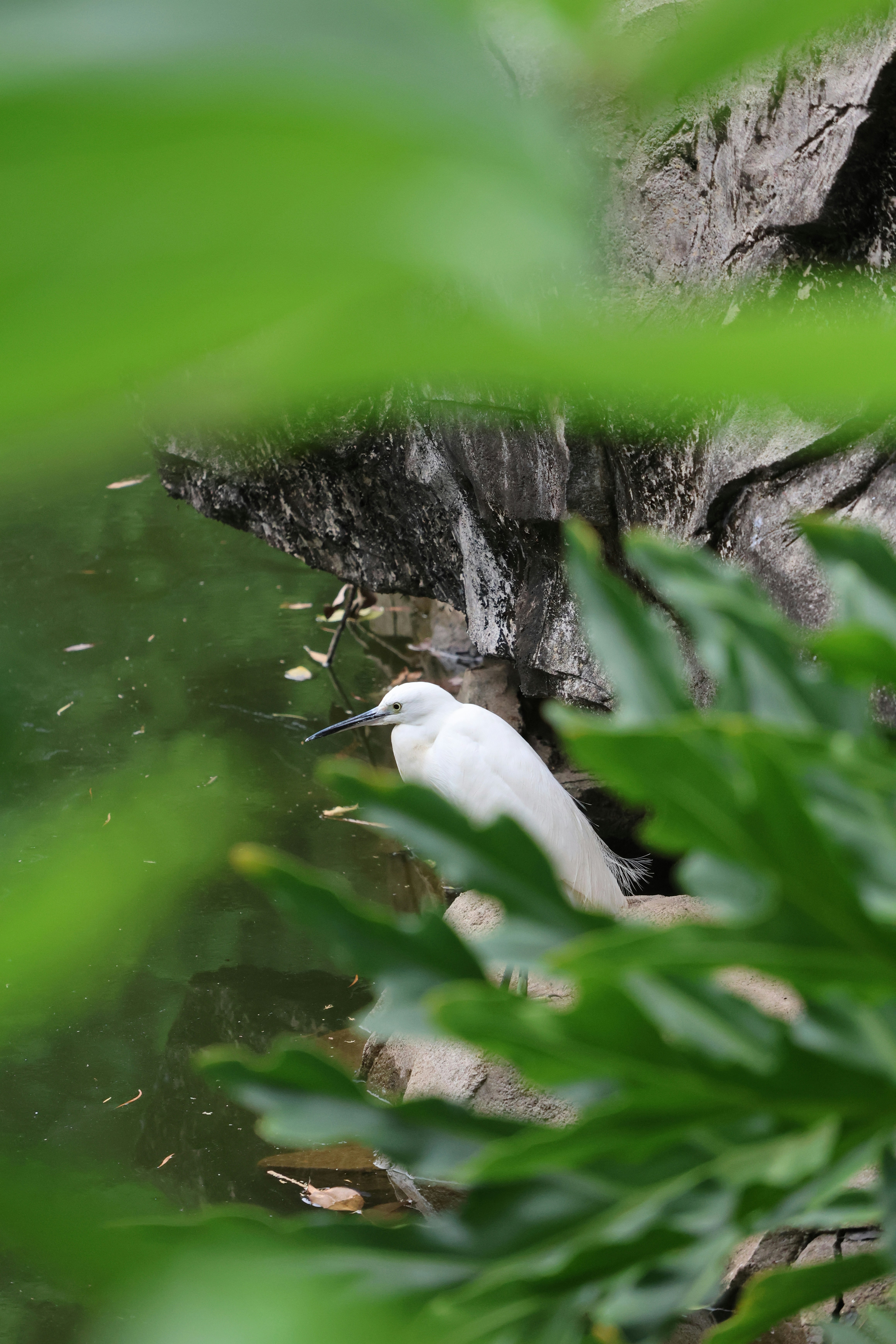 A white heron perched on a rocky ledge beside a tranquil pond, framed by lush green foliage.