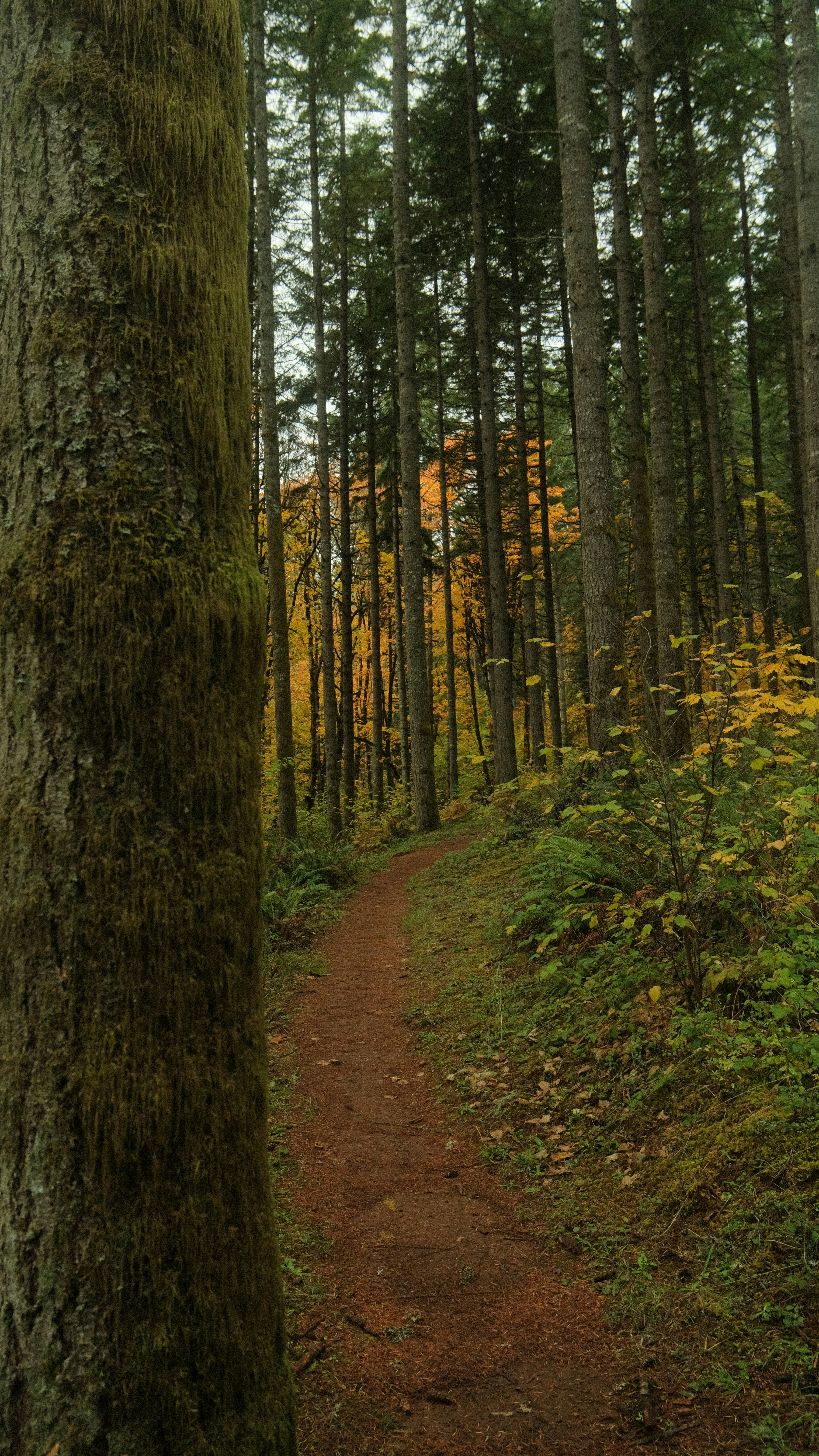 Whispers of Autumn Trails
