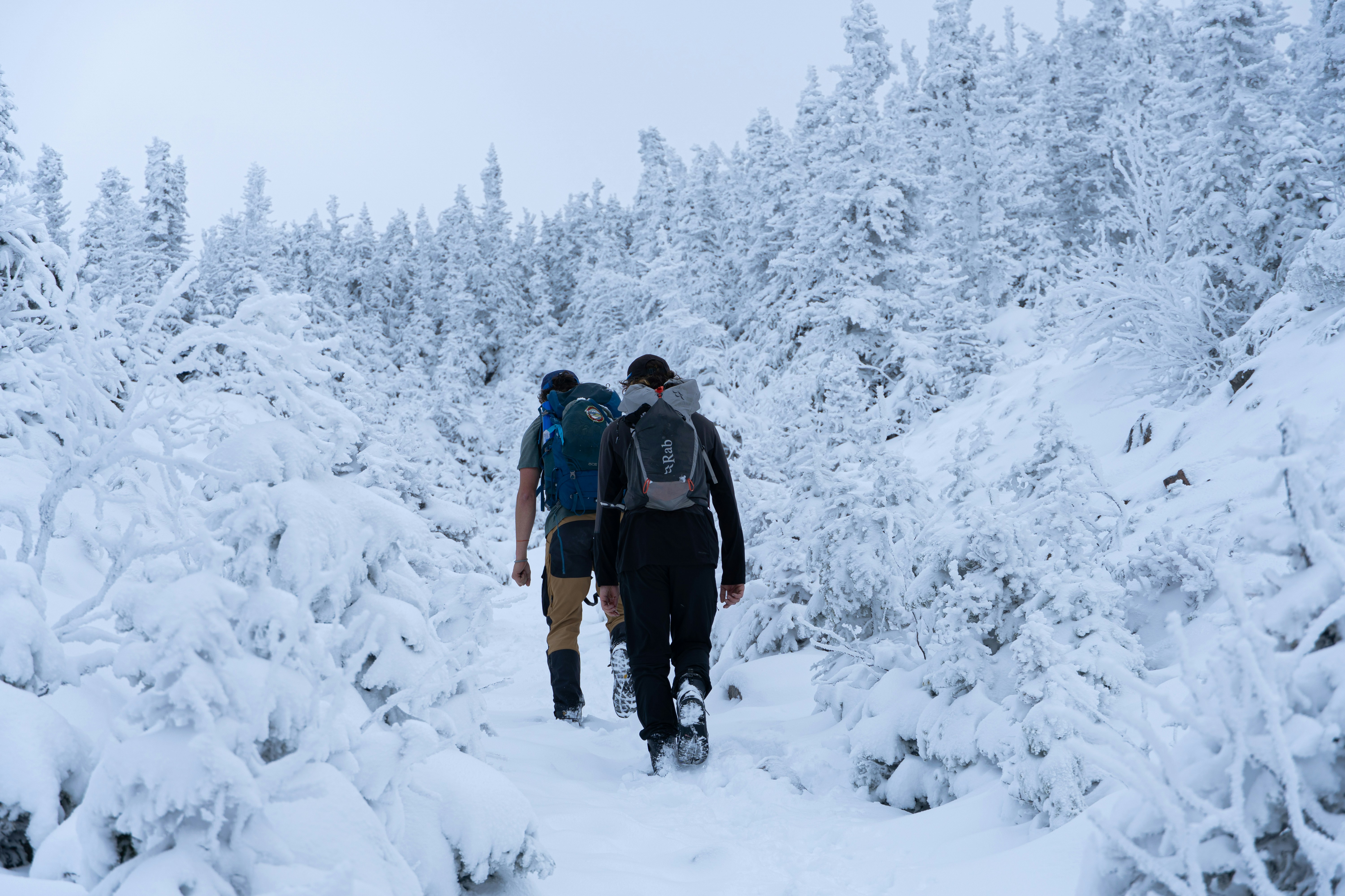 Journey Through the Whispering Snow