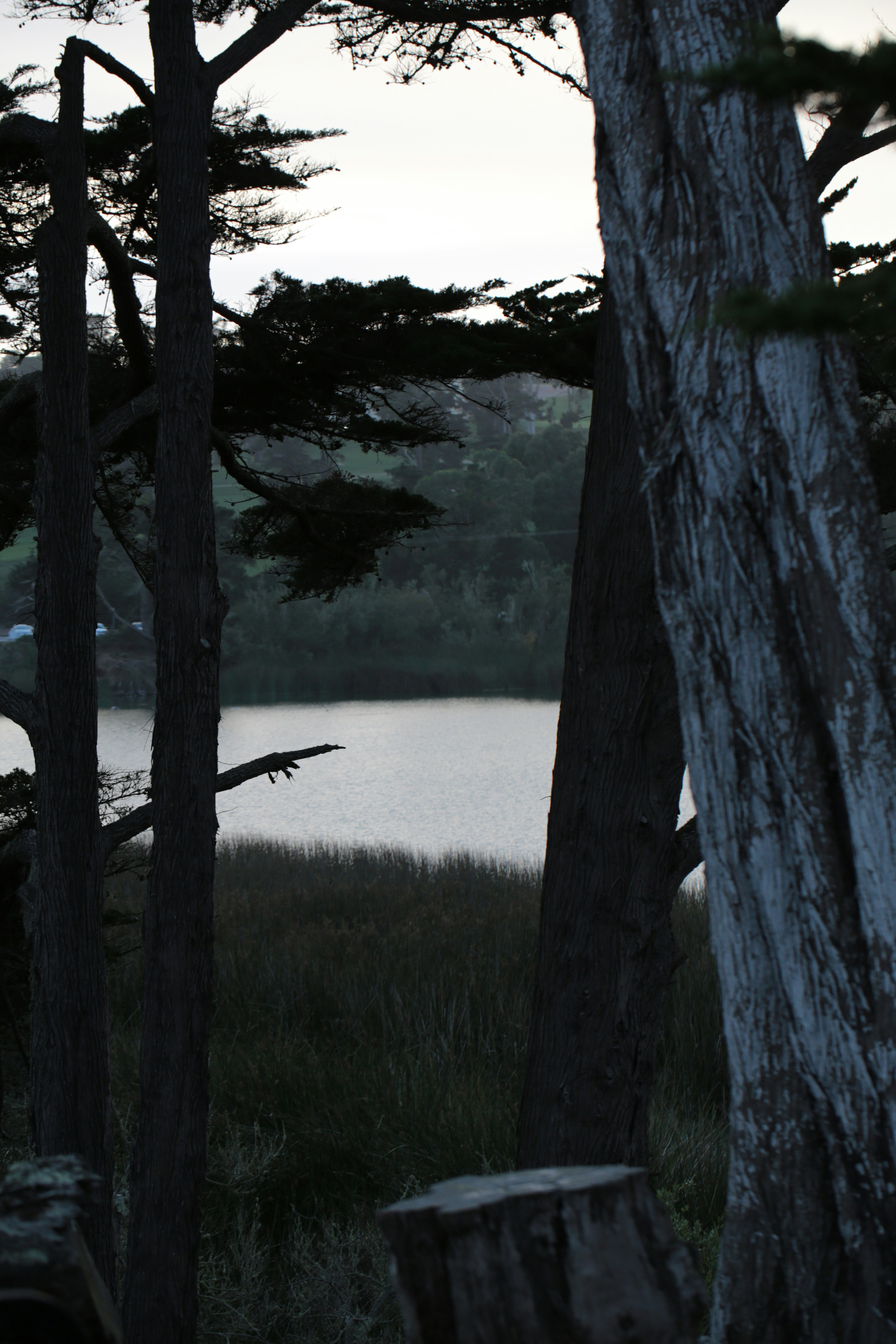 Dusk Between Pines: A Quiet Lake Framed by Trunks