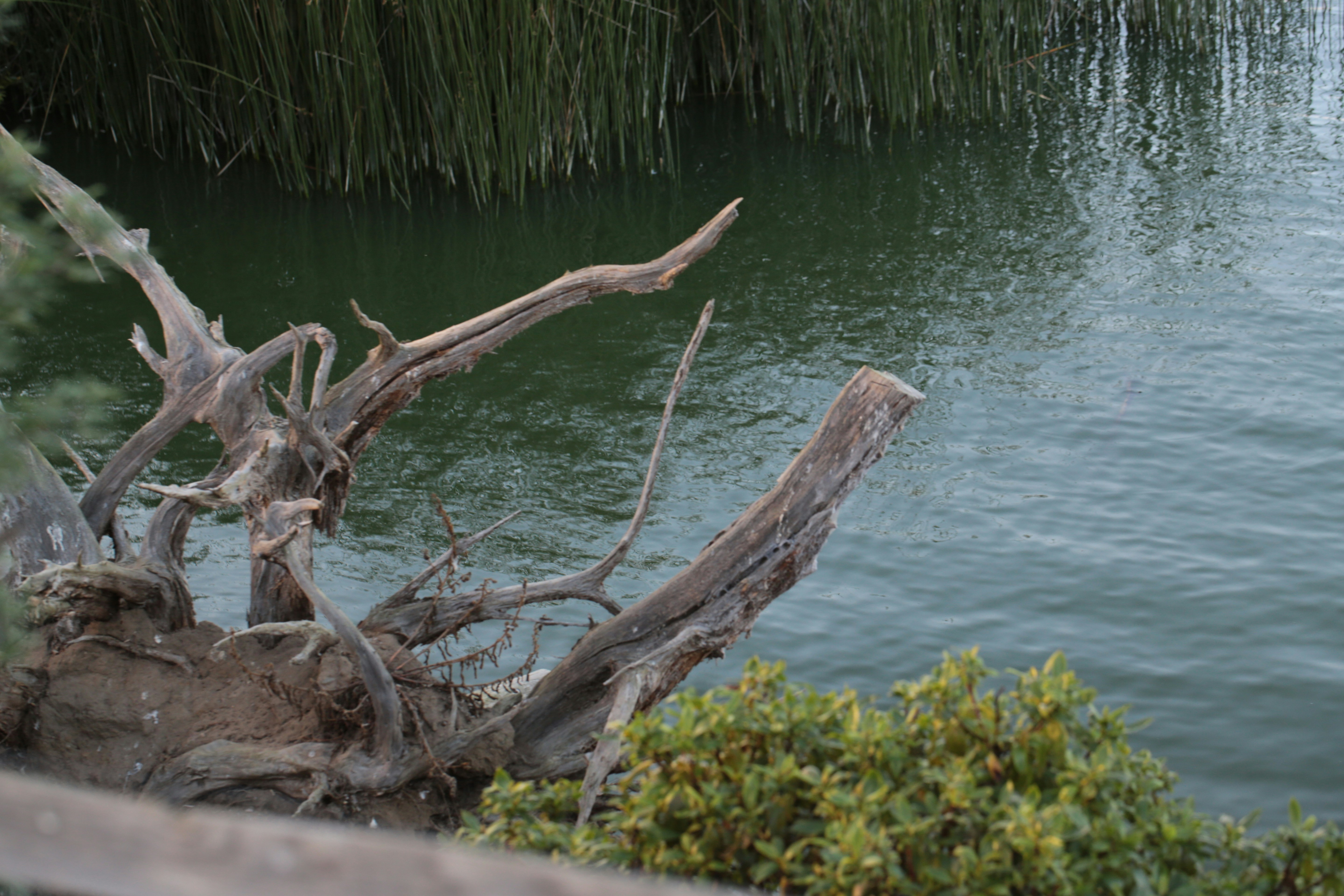 Weathered driftwood stretches over serene waters, framed by lush greenery and subtle reflections. A tranquil scene that invites contemplation.