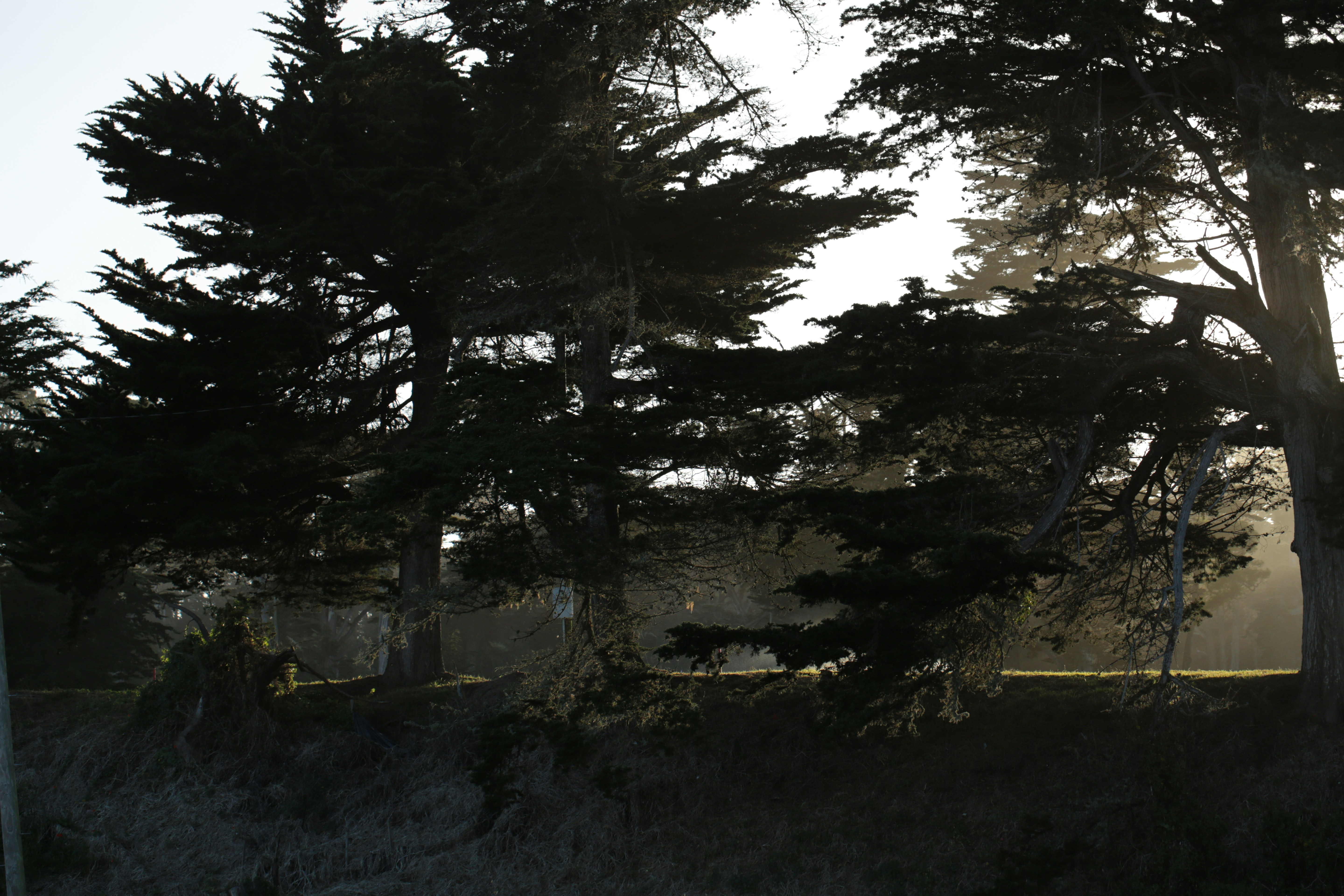 Backlit Pines at the Edge of Dusk