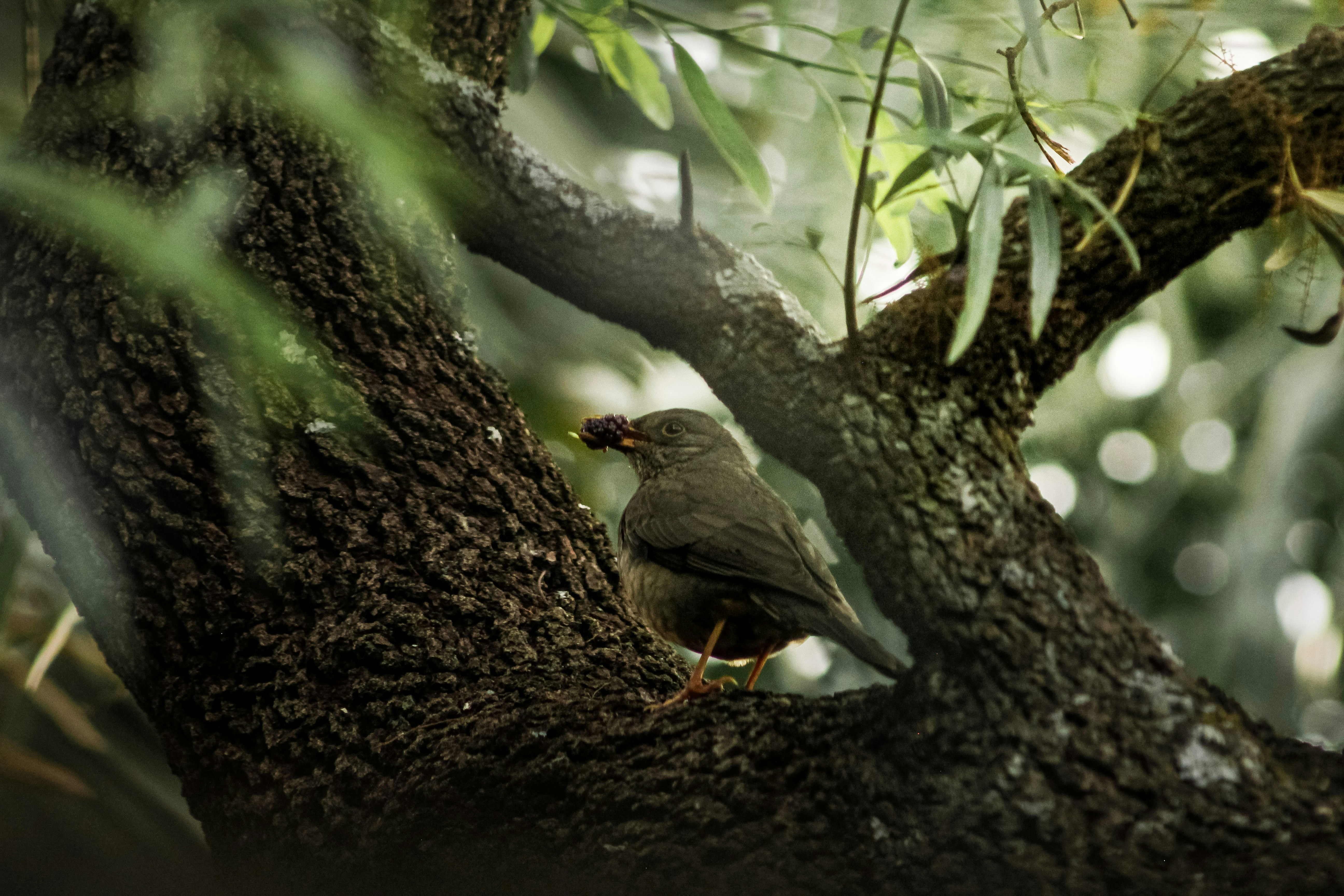 Bird perched on a tree branch, delicately holding food in its beak amidst lush greenery.