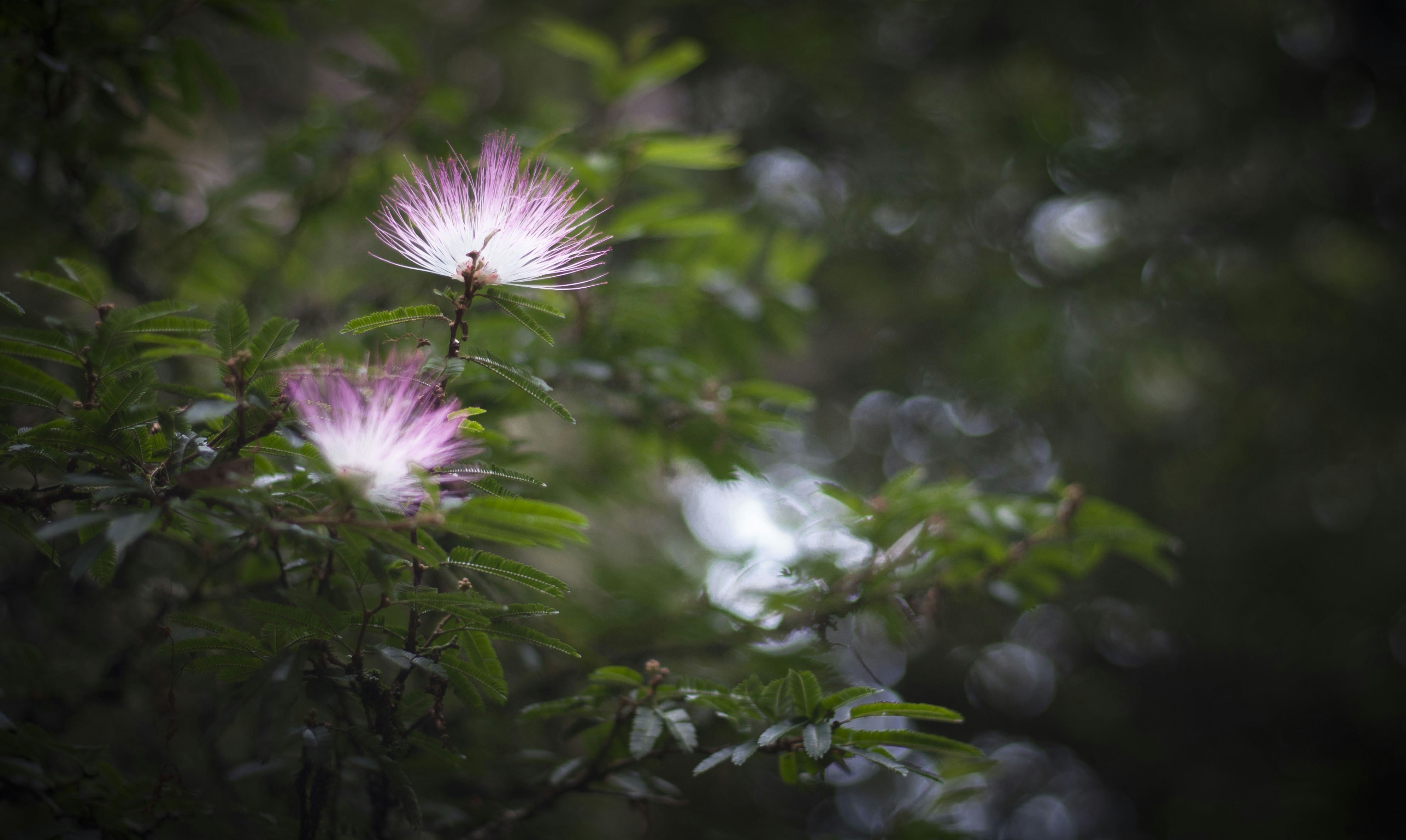Whispers of Nature: The Elegance of Mimosa Blooms