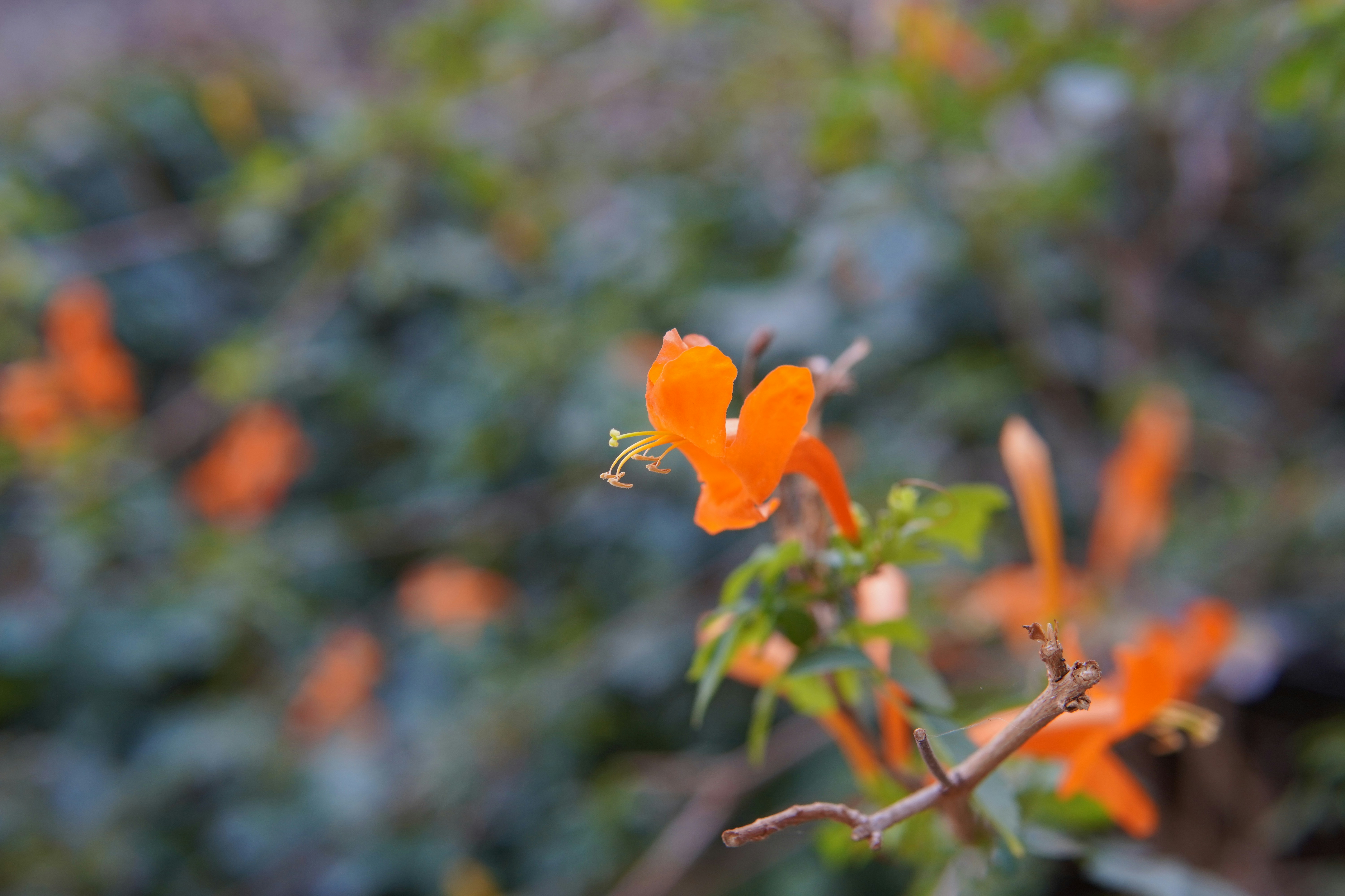 Vibrant orange flower stands out against a blurred green background, showcasing nature's vivid palette.