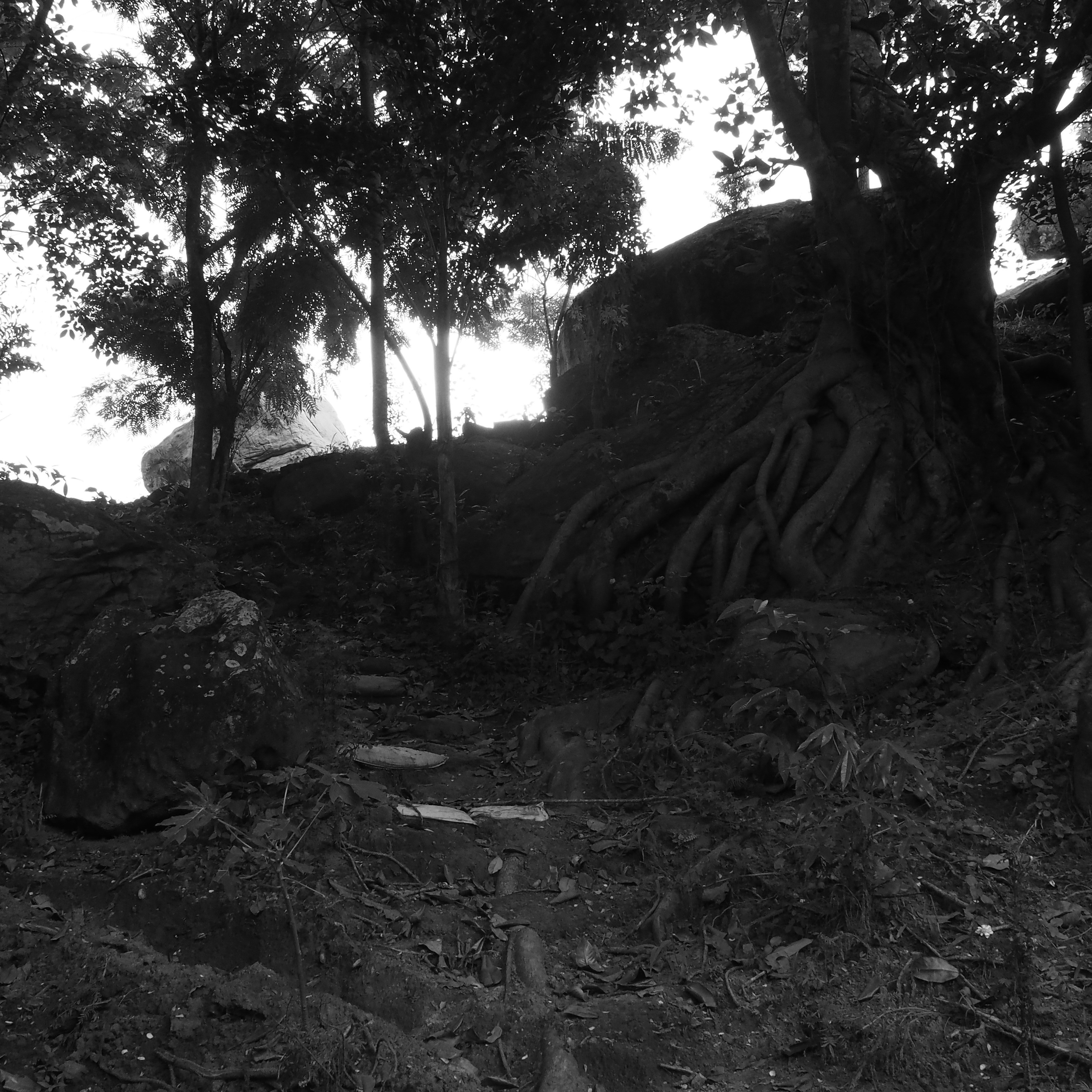 Twisted roots of a tree intertwine with rocky steps, leading through a shadowy path in a dense forest.