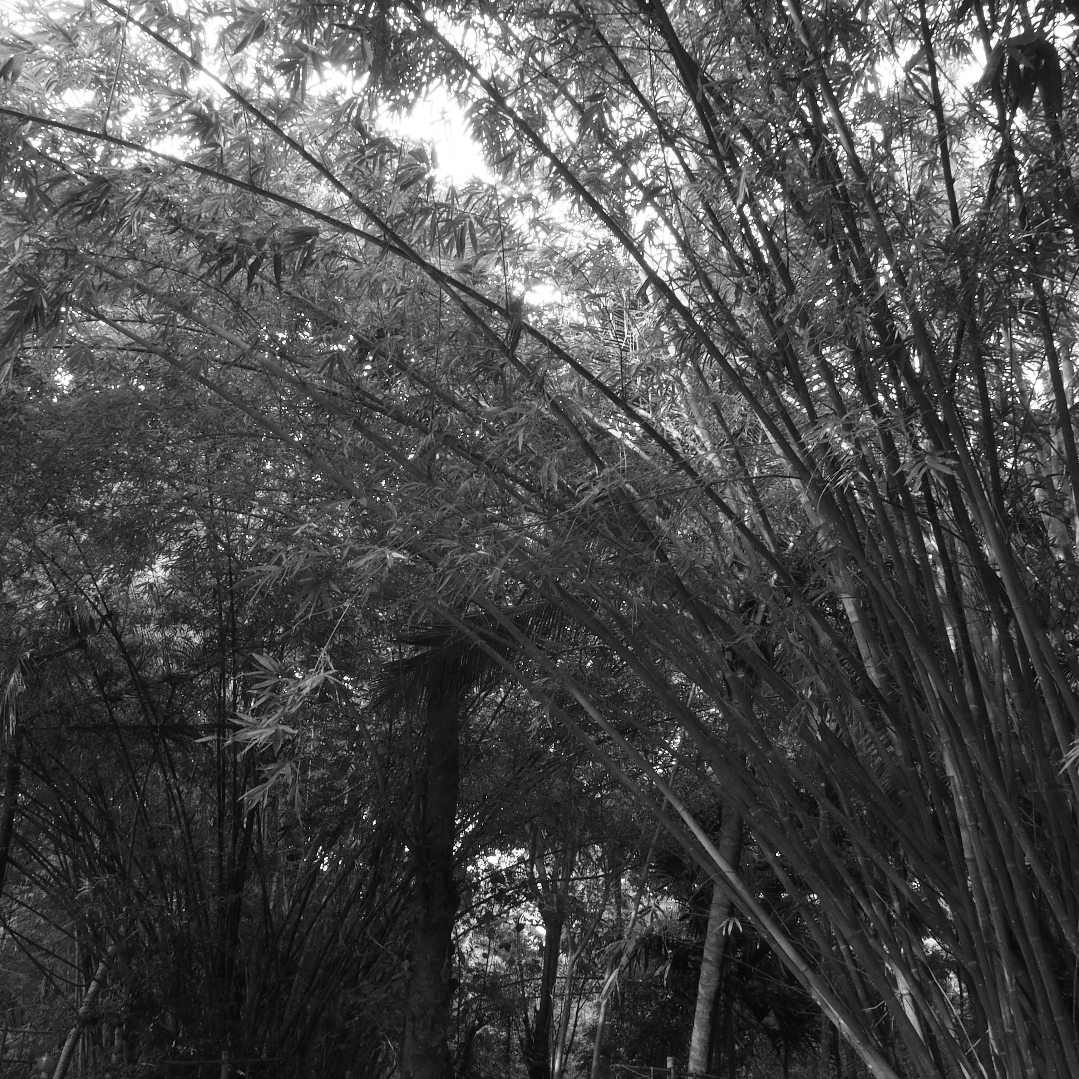 Whispers of the Bamboo Grove