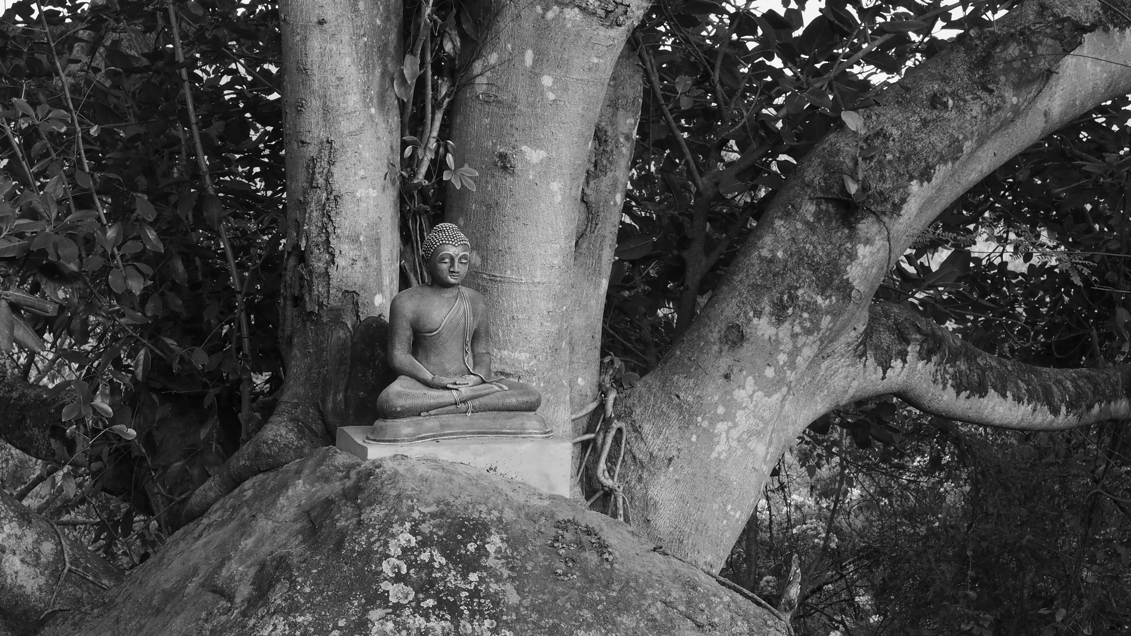 Serenity Amidst Nature's Embrace