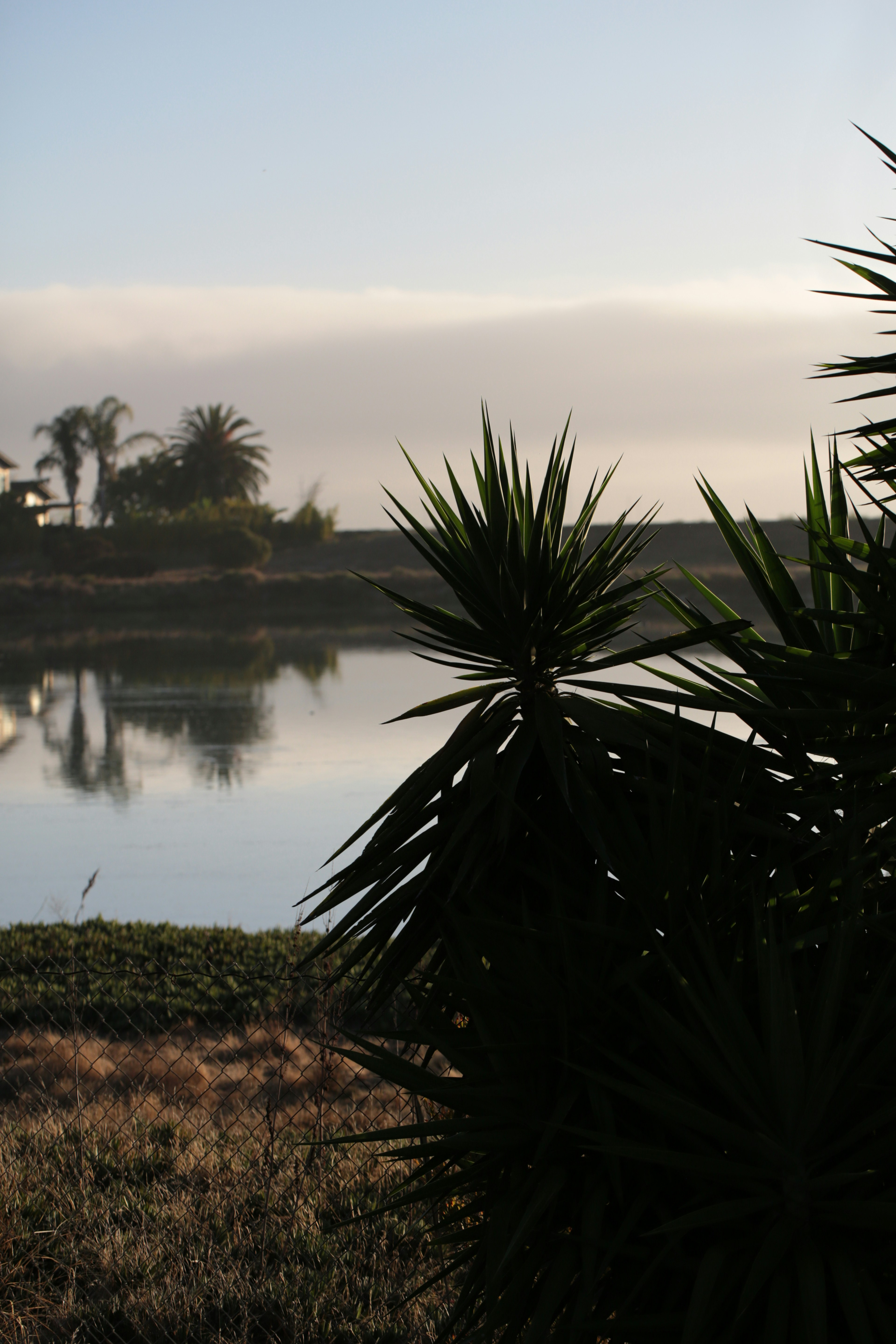 Lush foliage framing a tranquil waterway at dawn, with gentle reflections of the surrounding landscape. 