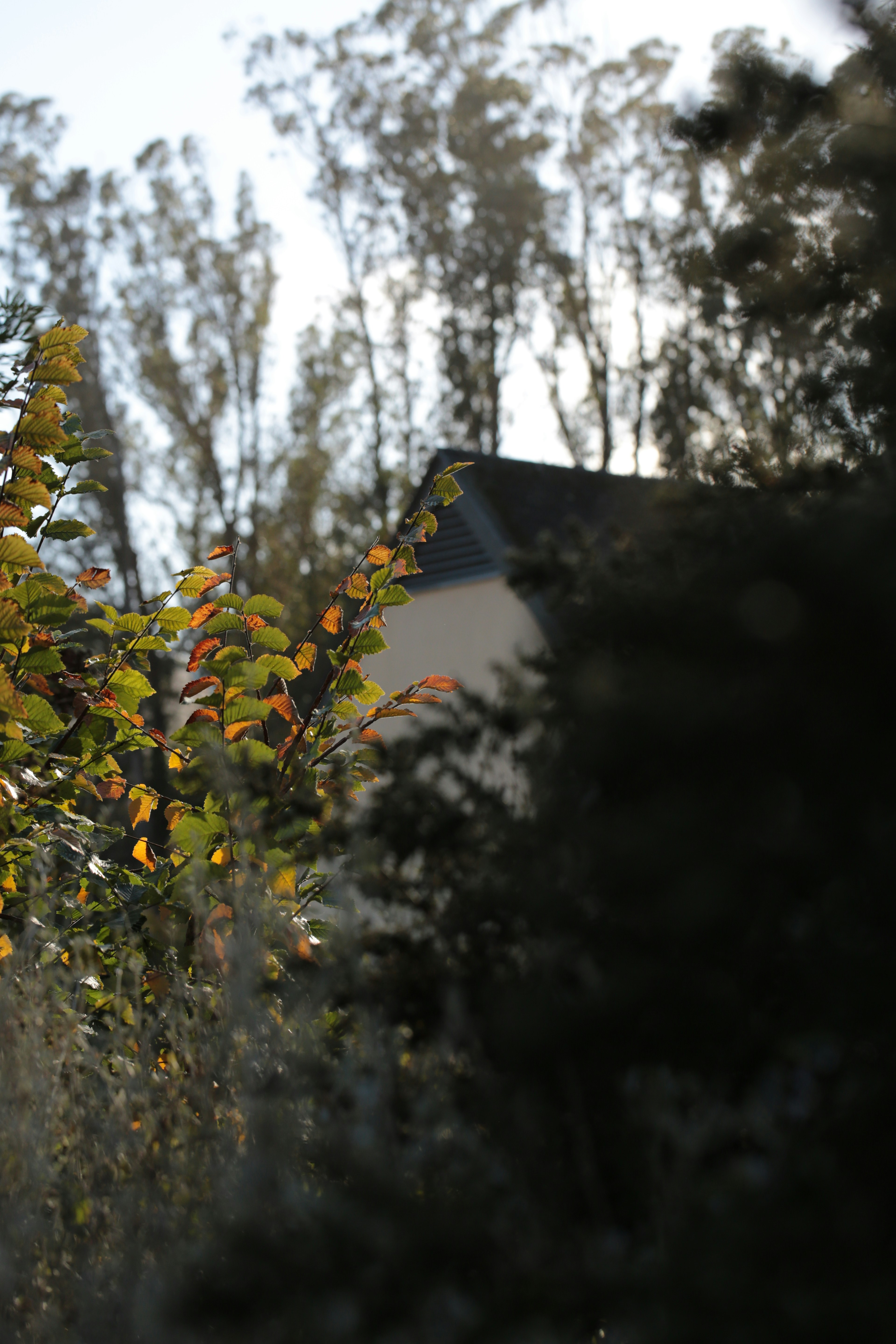 Vibrant green and orange leaves catch the sunlight amidst a blurred garden backdrop, hinting at the onset of autumn. The soft focus adds to the serene atmosphere.