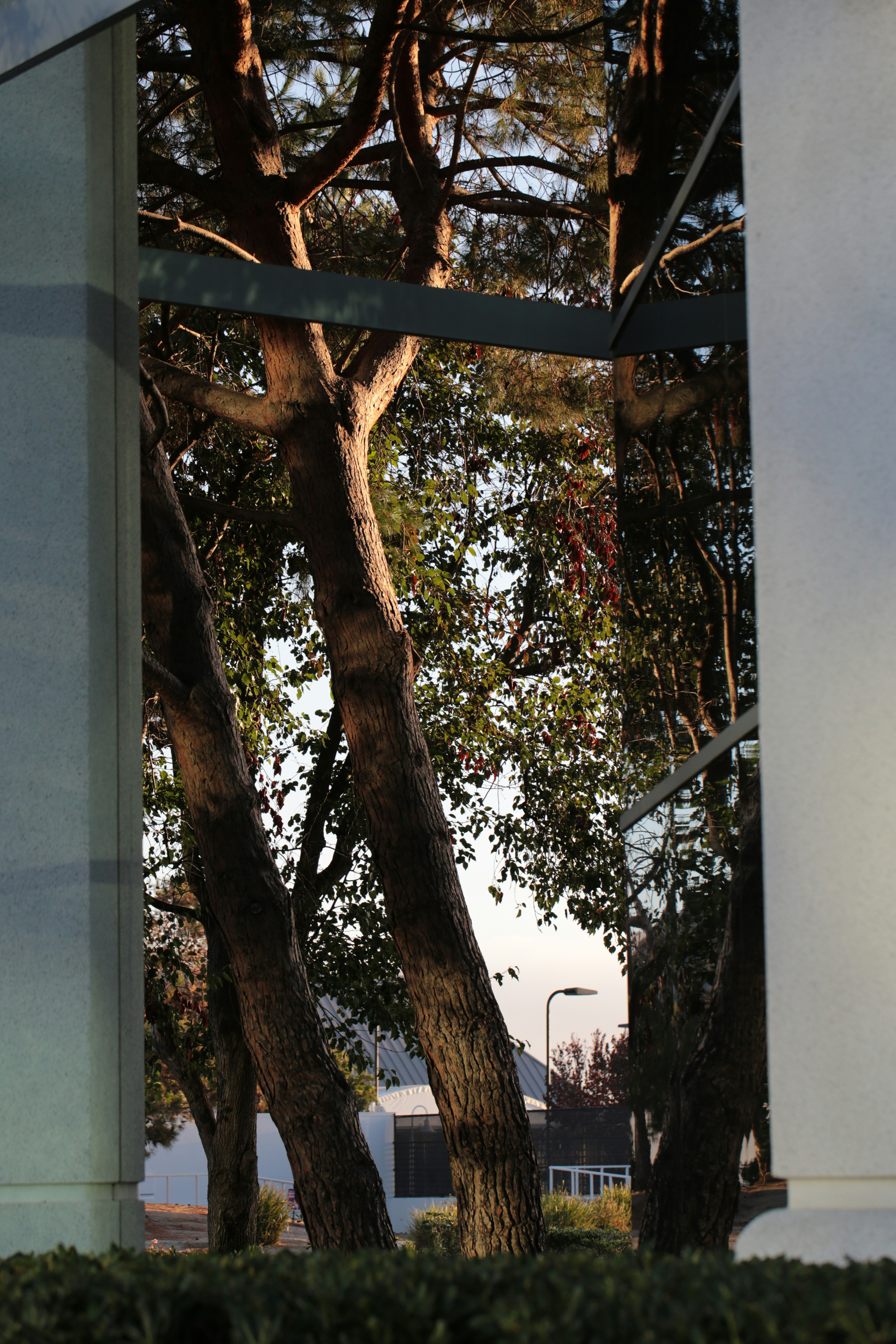 A reflective surface captures the essence of trees and foliage, creating a visual interplay between nature and architecture.