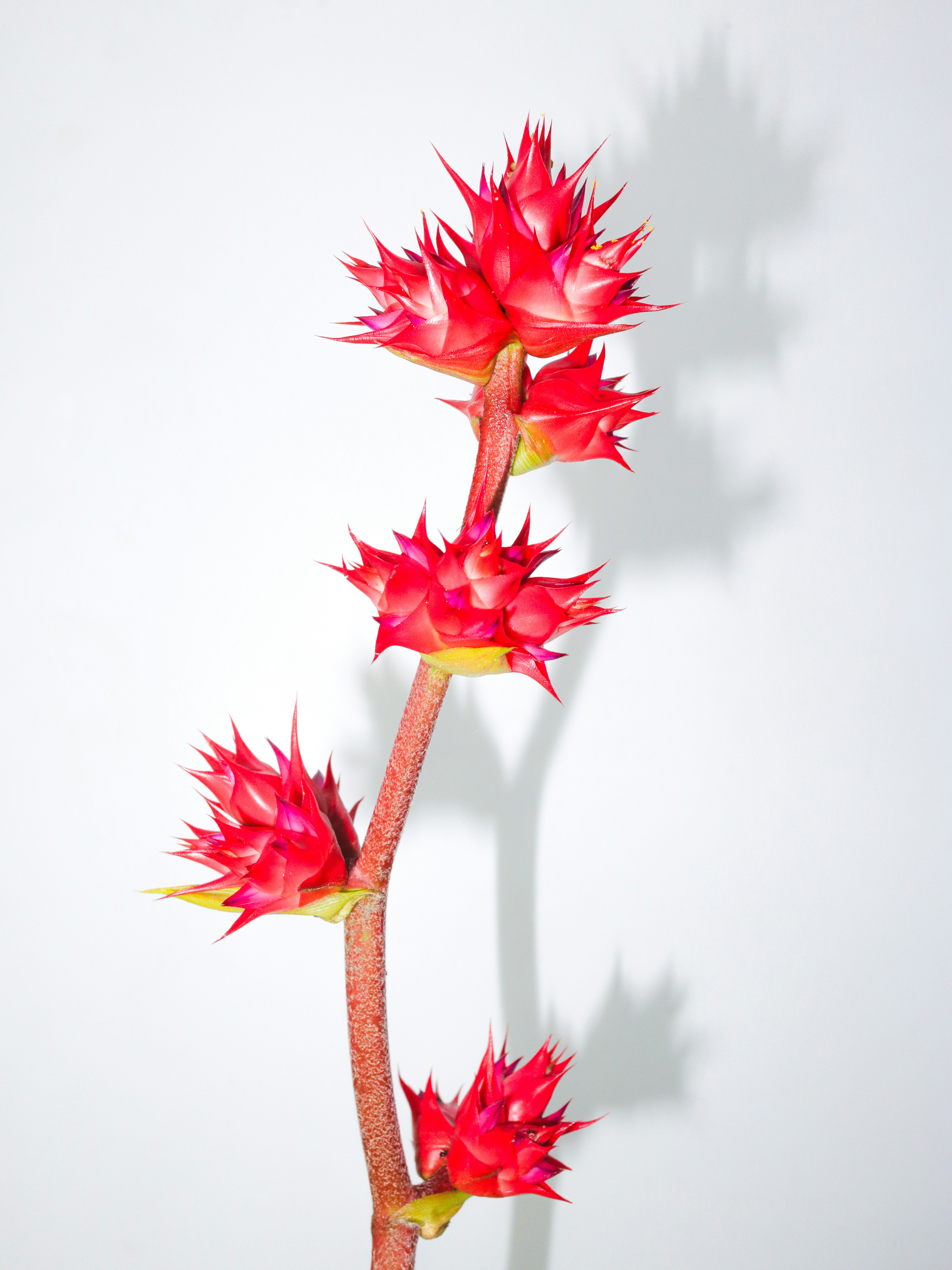 Crimson Spikes: Nature's Bold Statement