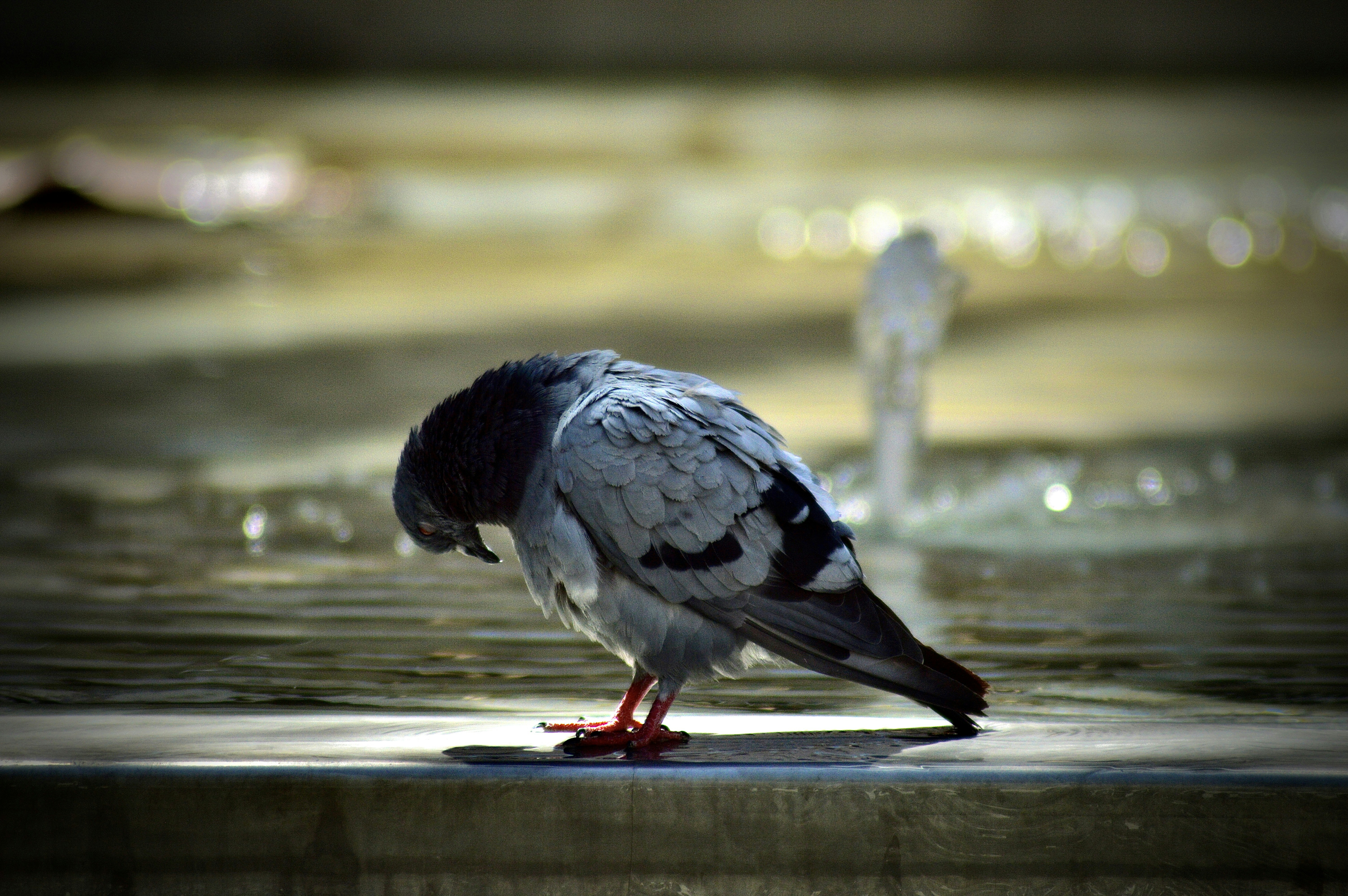 Pigeon perched by a fountain, preening its feathers while water glistens in the background.