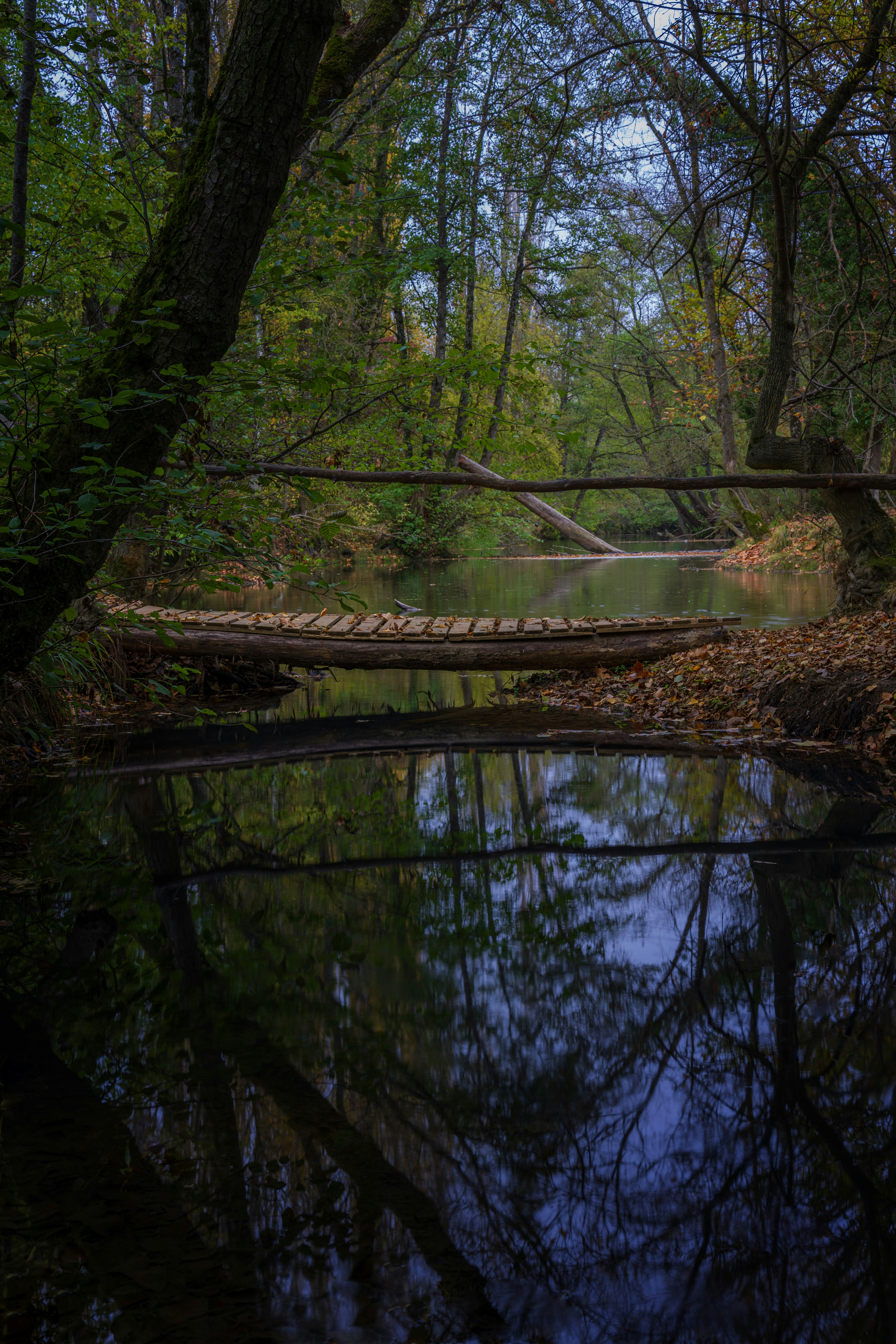 Whispers of the Forest: A Tranquil Crossing