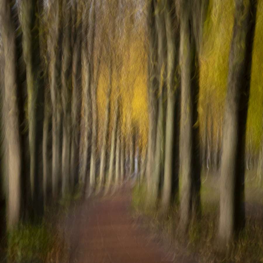 A blurred path runs between tall trees with yellow autumn foliage, creating a strong sense of motion and depth. The scene feels like a fast-moving walk or pan through a forest avenue.