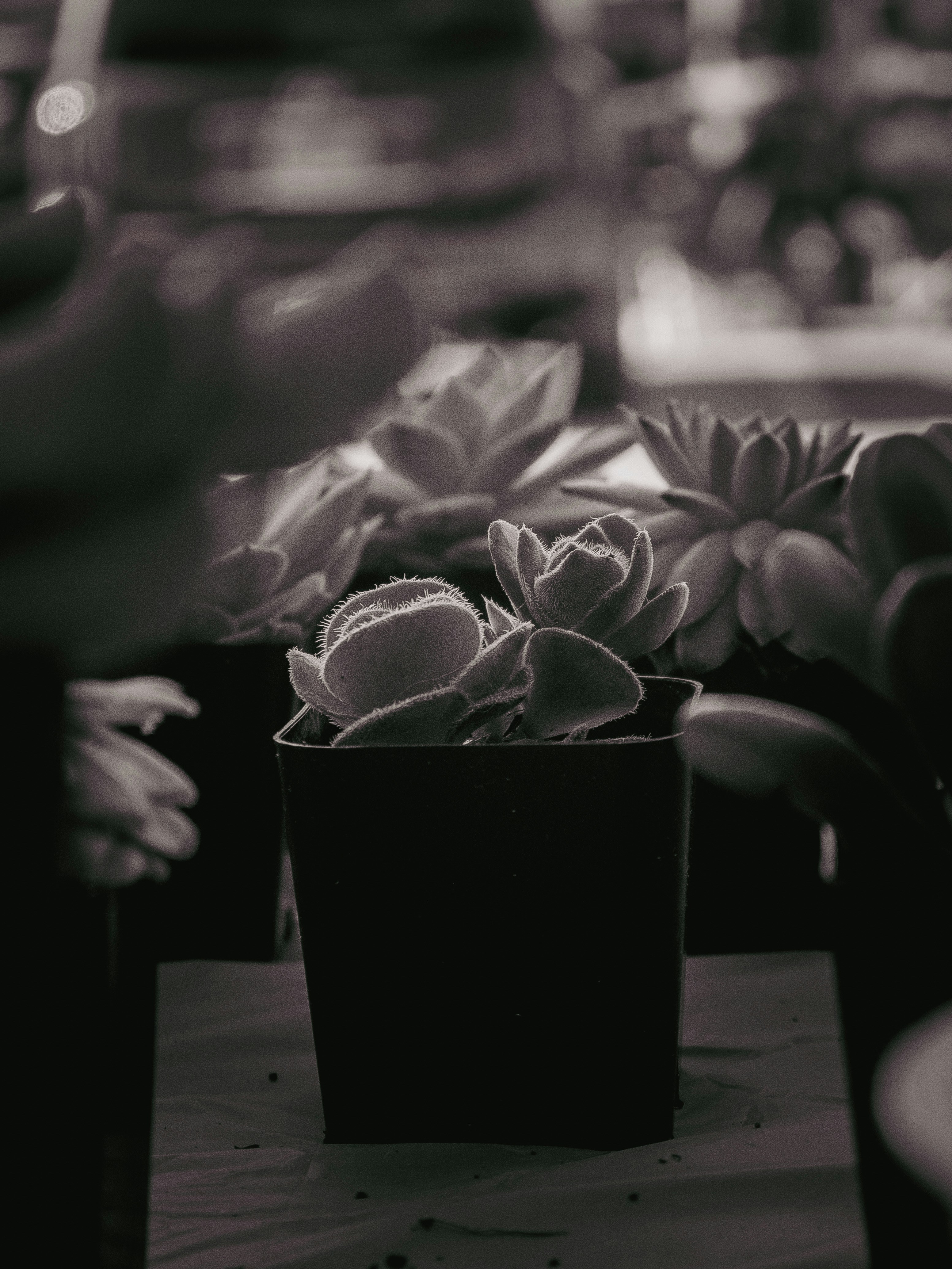 Whispers of Green: A Succulent's Solitude