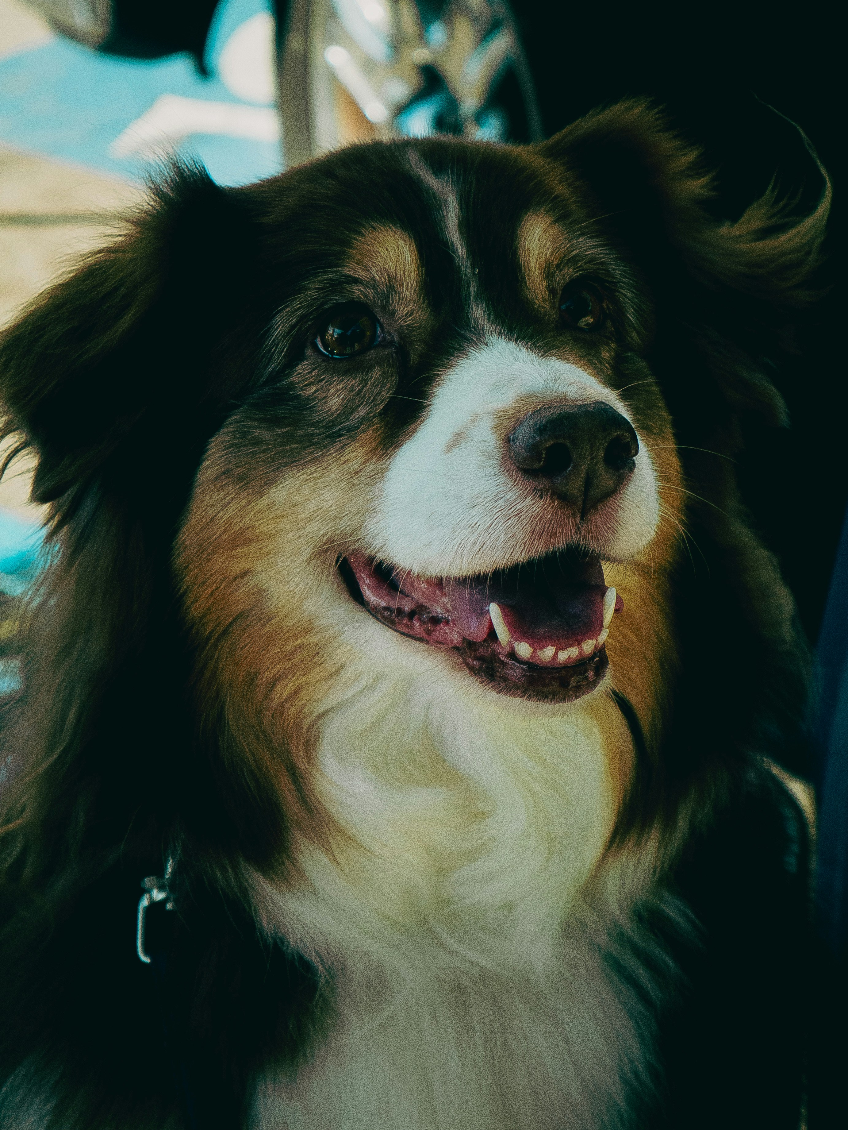 Joyful Canine Companion in Natural Light