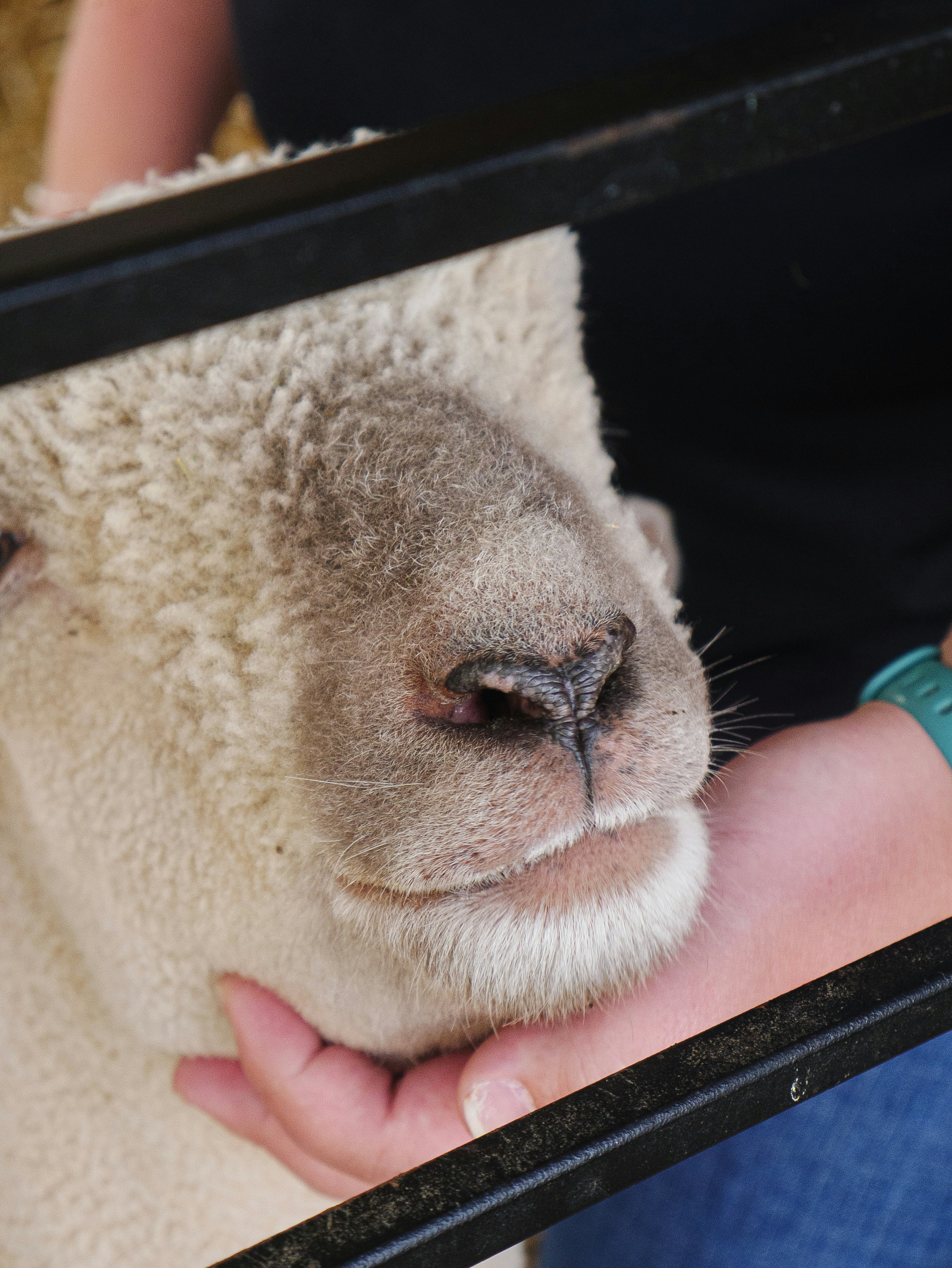 Close-up of a sheep's face, showcasing its soft wool and gentle expression, framed by a person's hand. The bond between human and animal is evident.