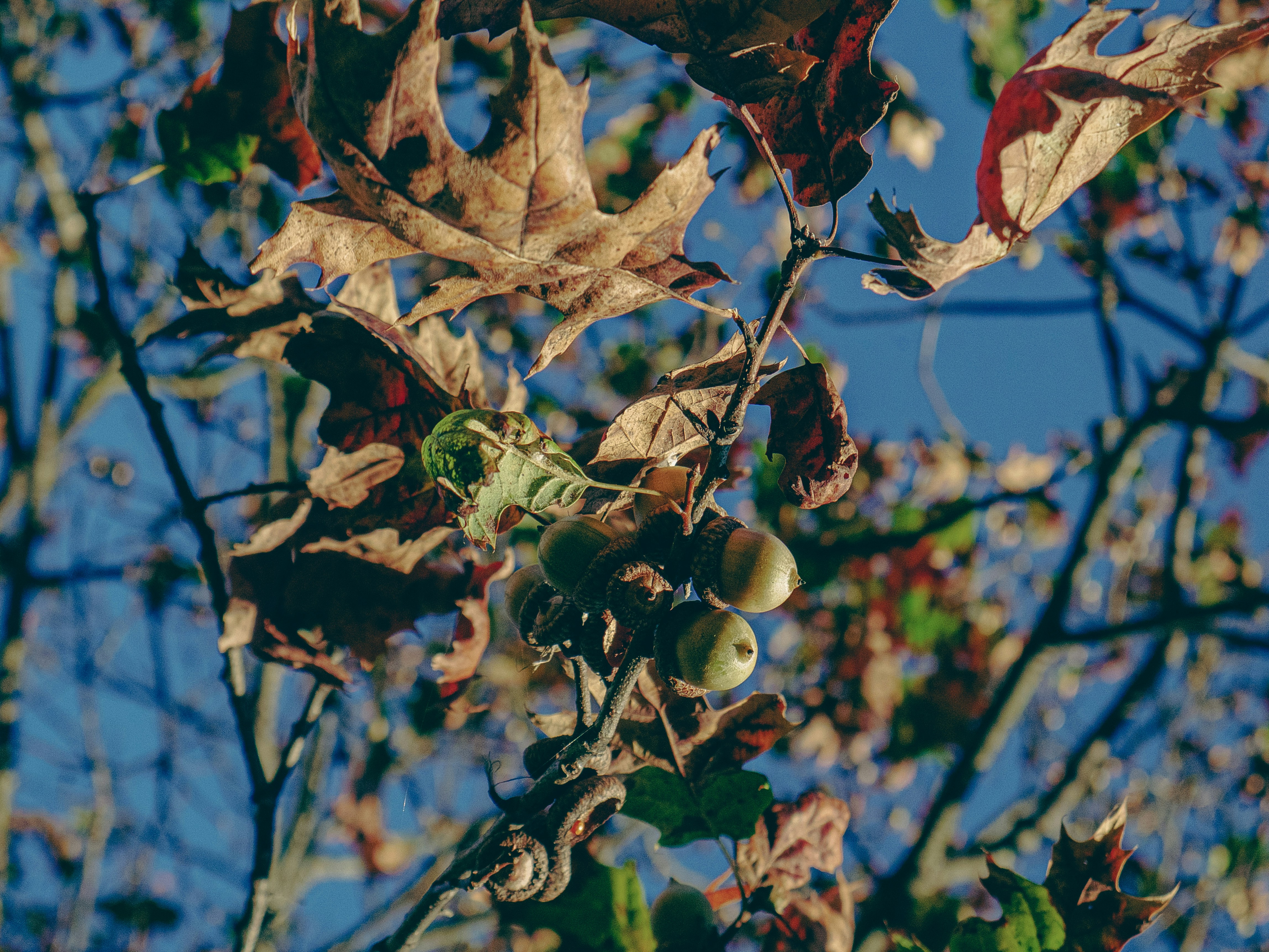 Cluster of acorns nestled among autumn leaves against a clear blue sky.