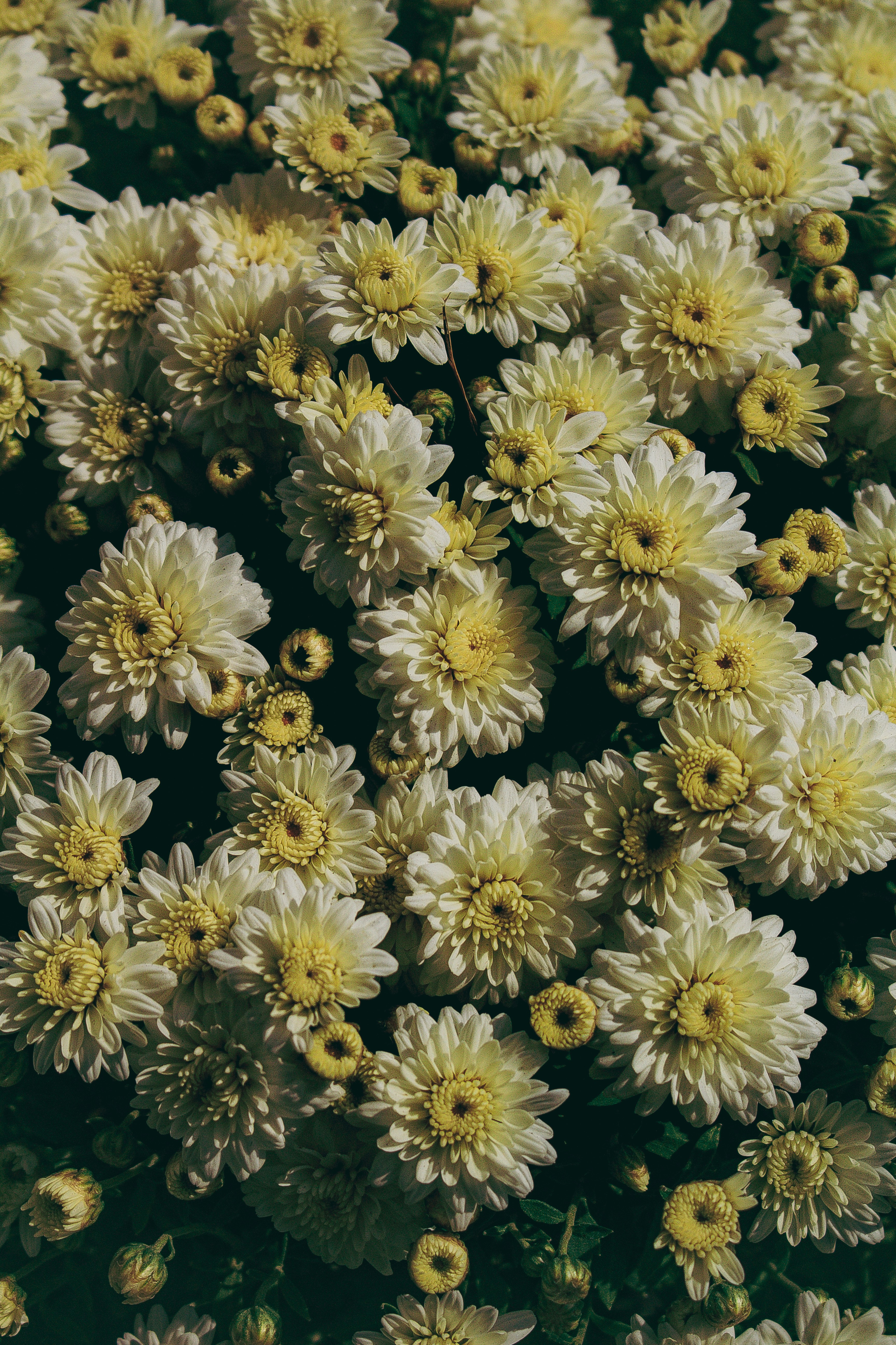 A Symphony of Soft Petals
