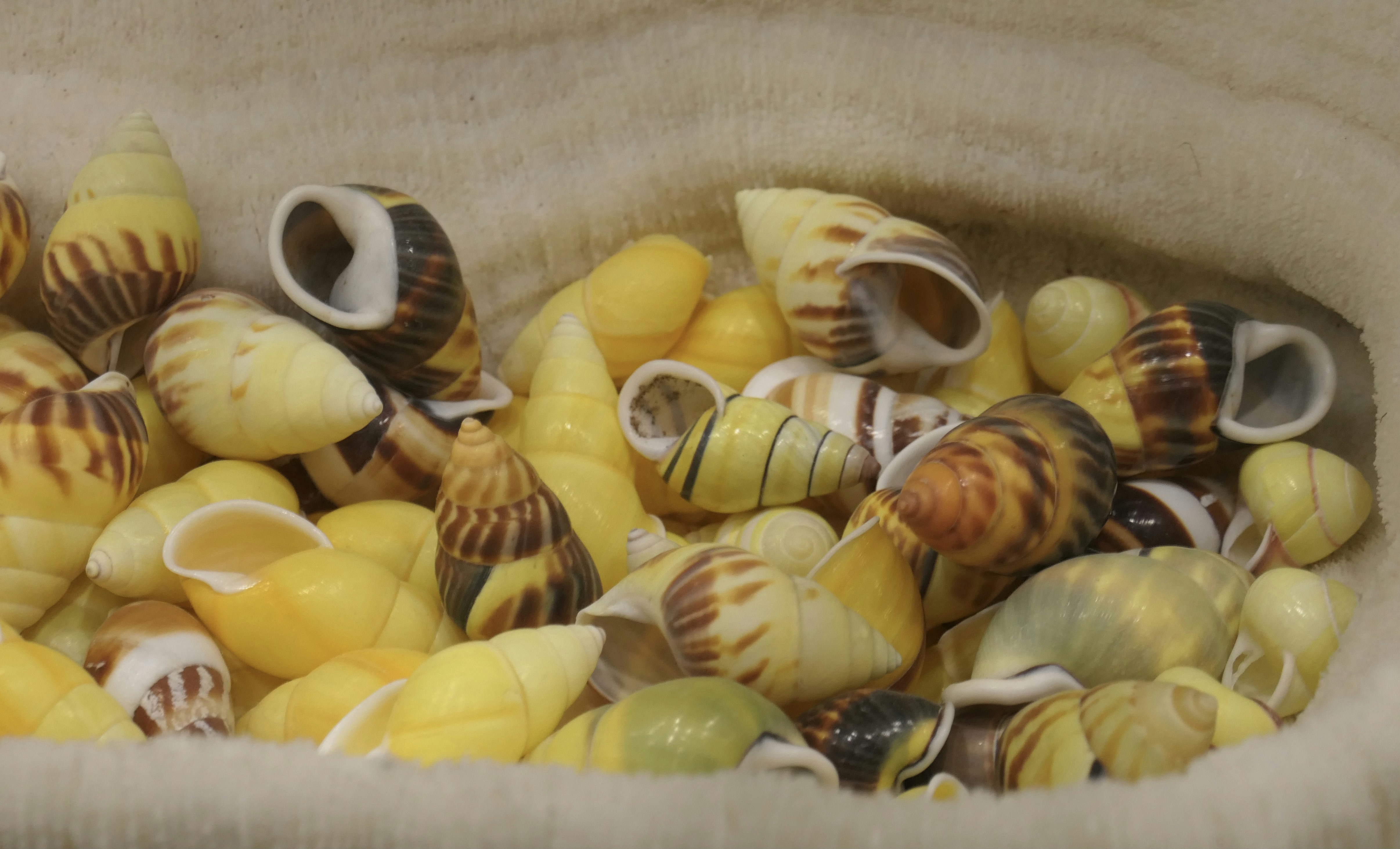 Corbeilles de spirales Guy Grandjean Rouges Jardins