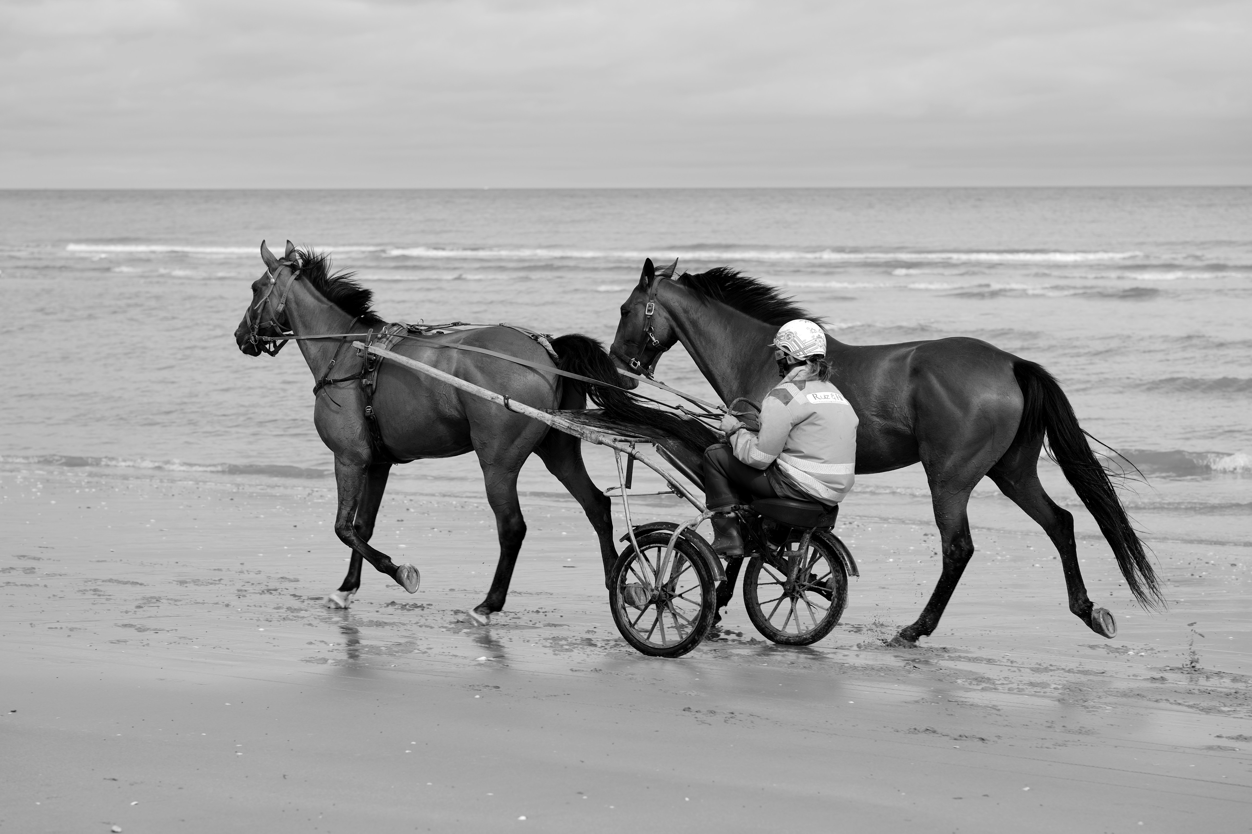 Two horses galloping along the beach with a harnessed rider, showcasing the bond between horse and human against a serene ocean backdrop.