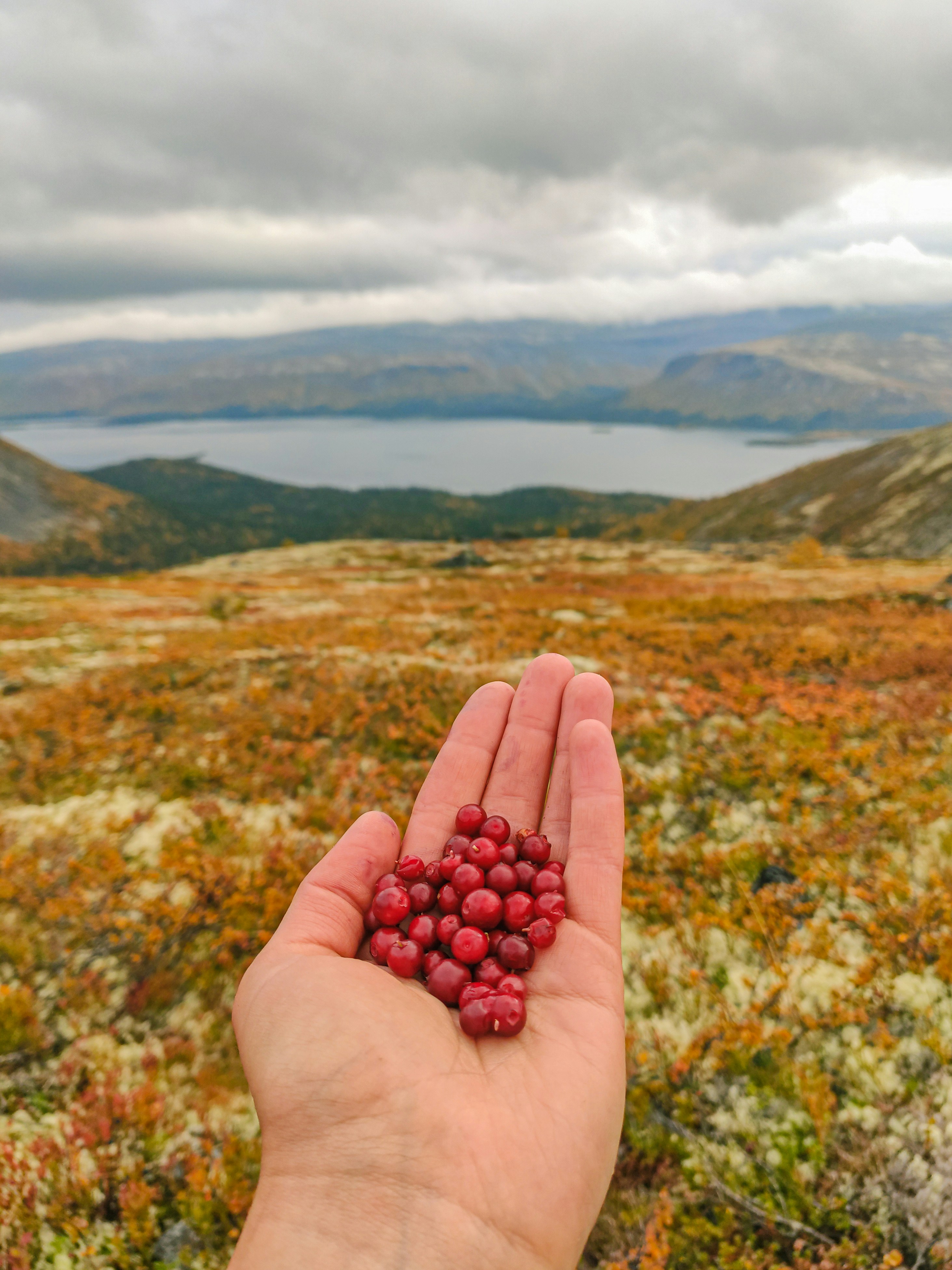 Red Berries in Hand Over Alpine Tundra with a Distant Lake