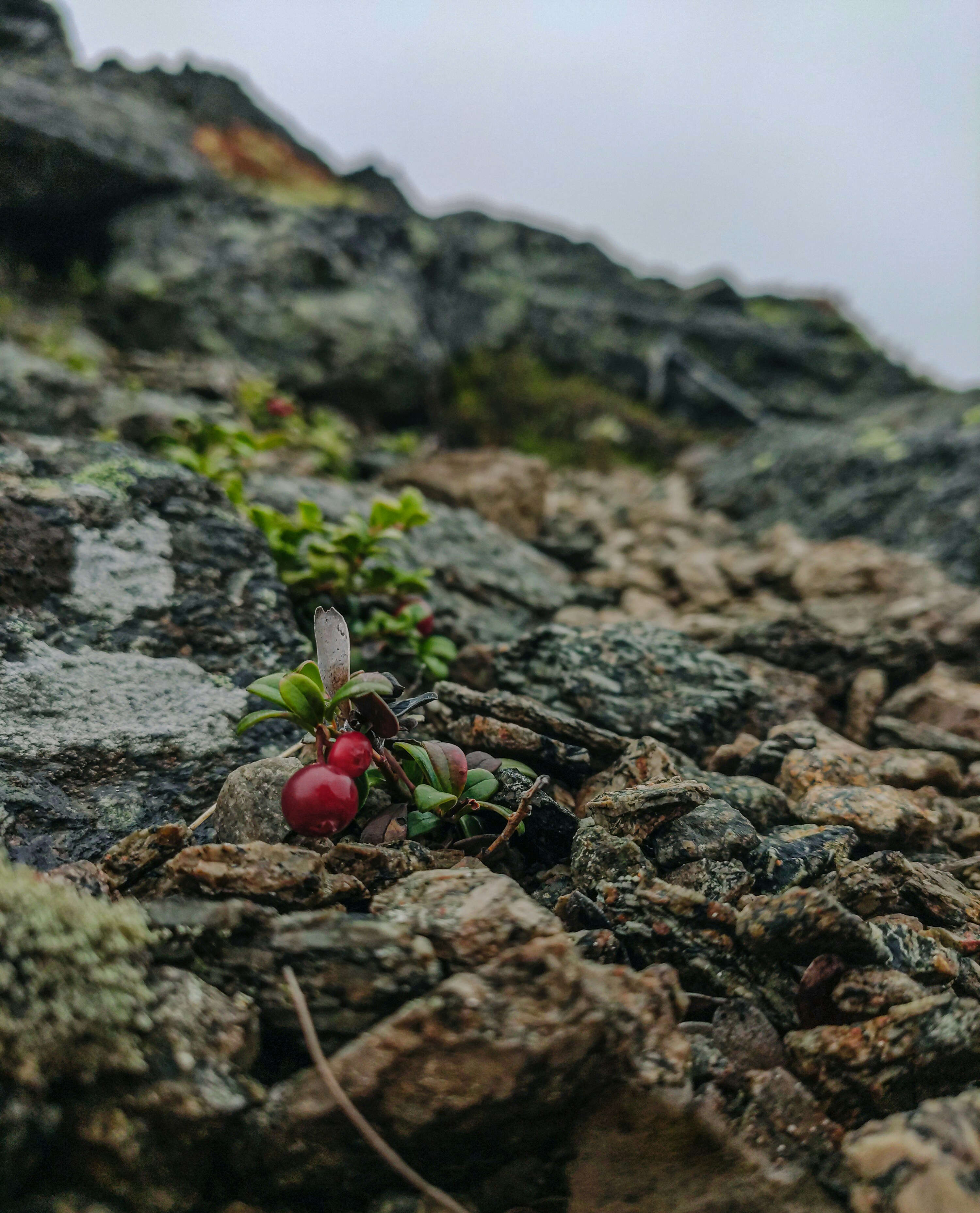 Nature's Resilience: A Berry's Journey on Rocky Terrain