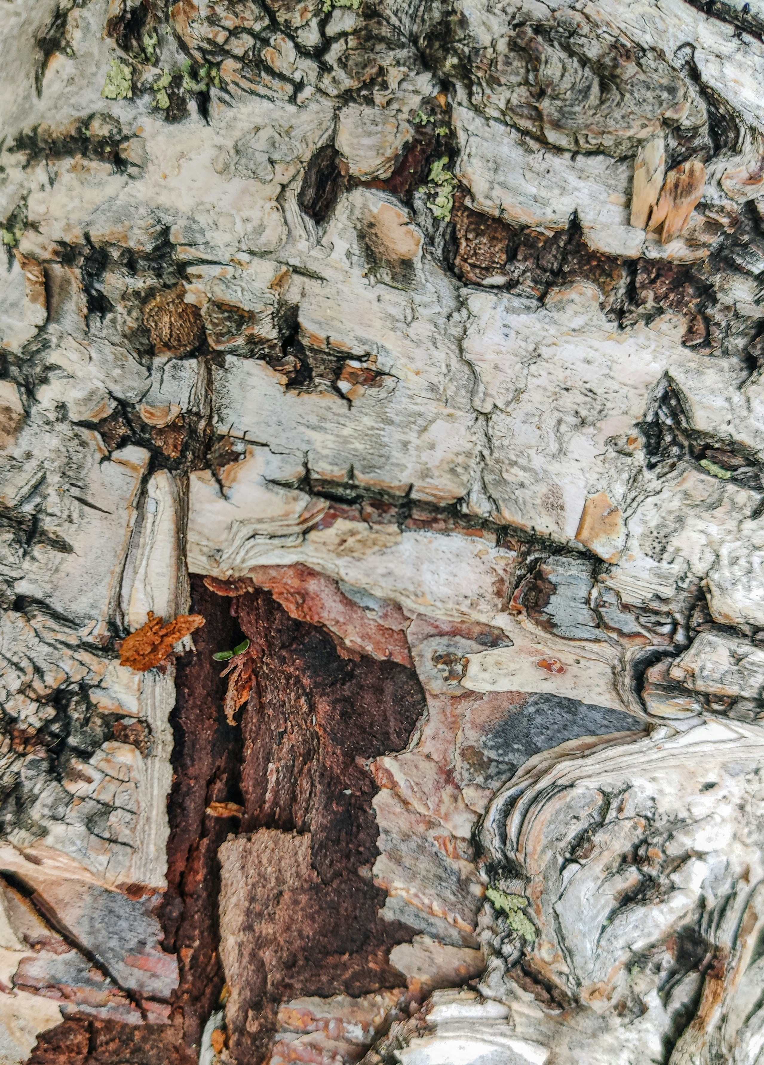 Nature's Intricate Canvas: The Story of Bark