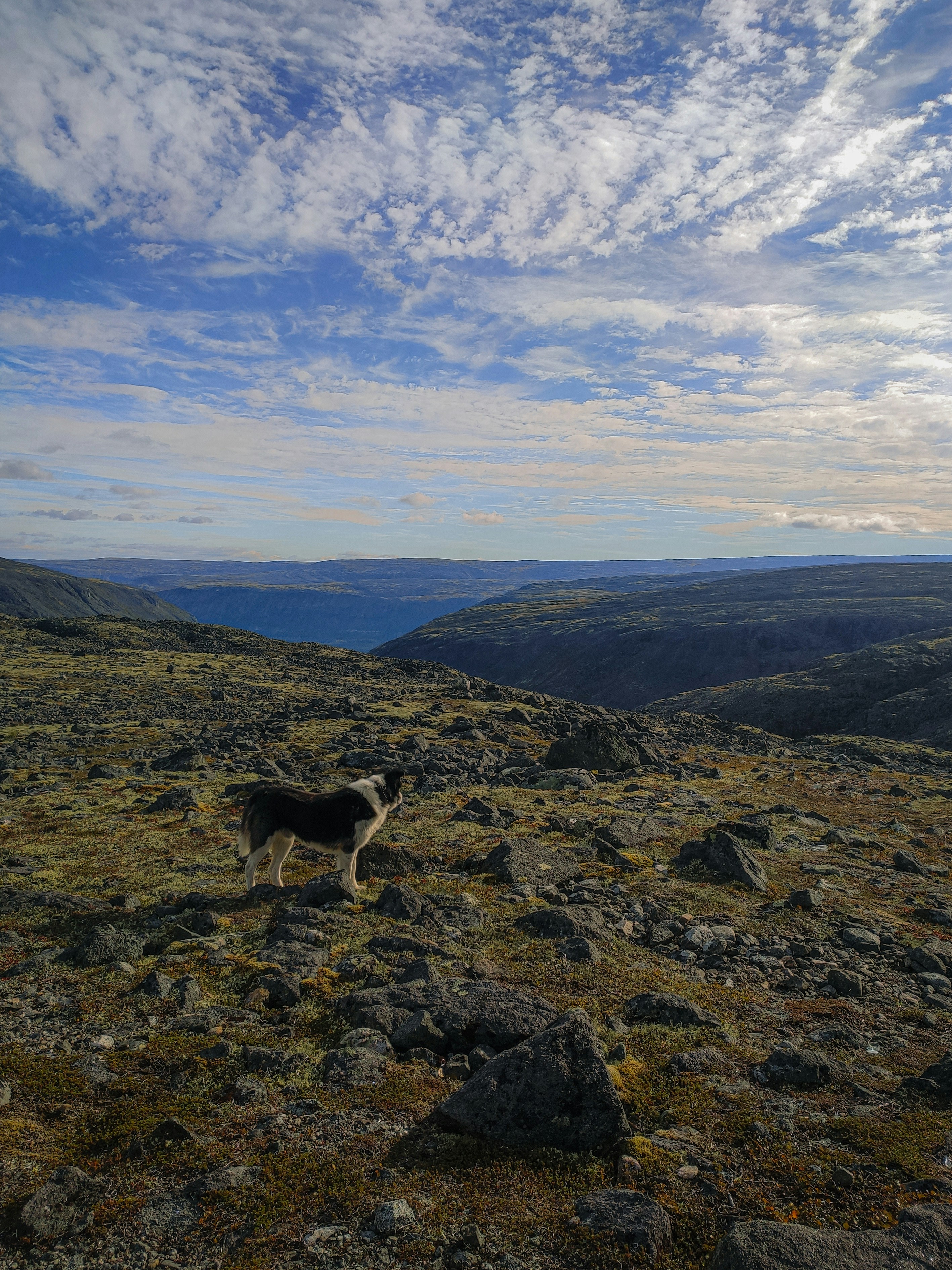 A Canine Companion Amidst Nature's Canvas