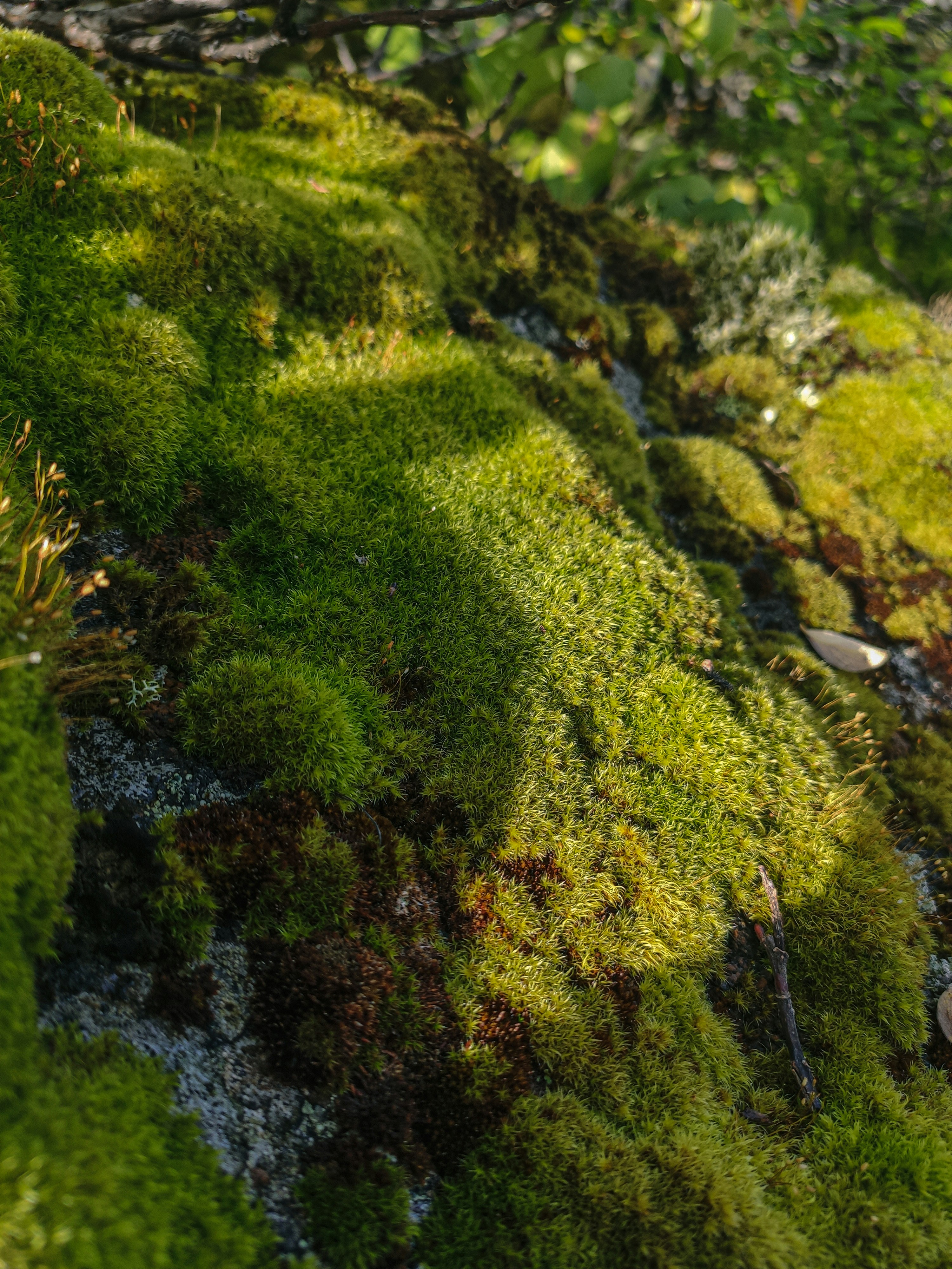 Photo by Hanna Lazar with Xiaomi Mi 9T